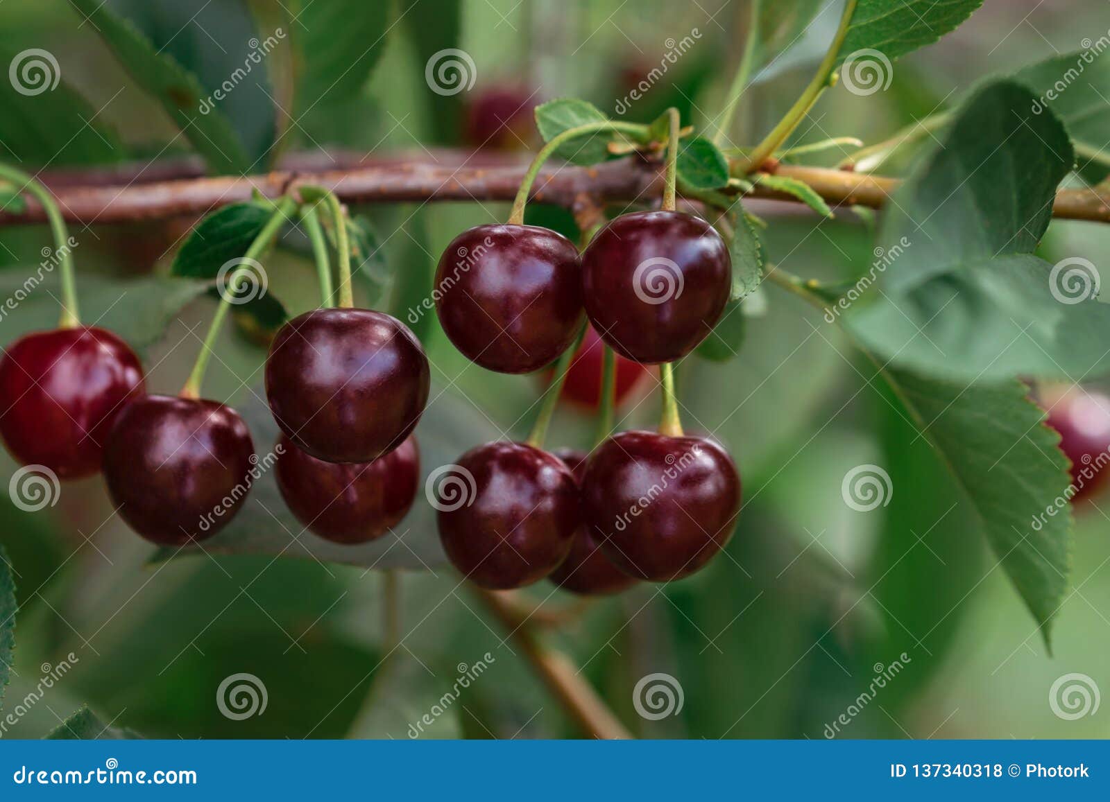 Cherries on the tree stock photo. Image of nature, cluster - 137340318