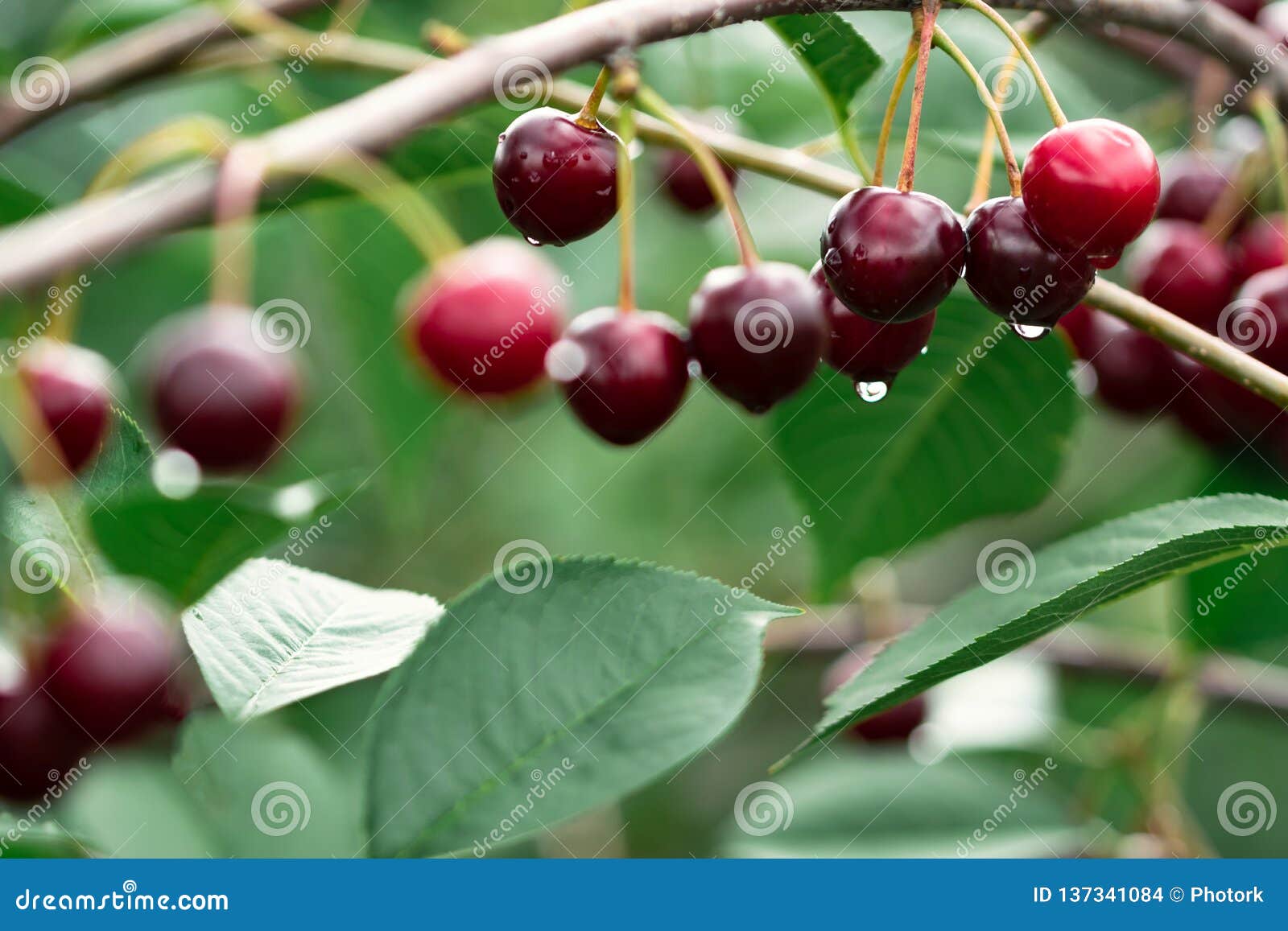 Cherries on the tree stock photo. Image of gardening - 137341084