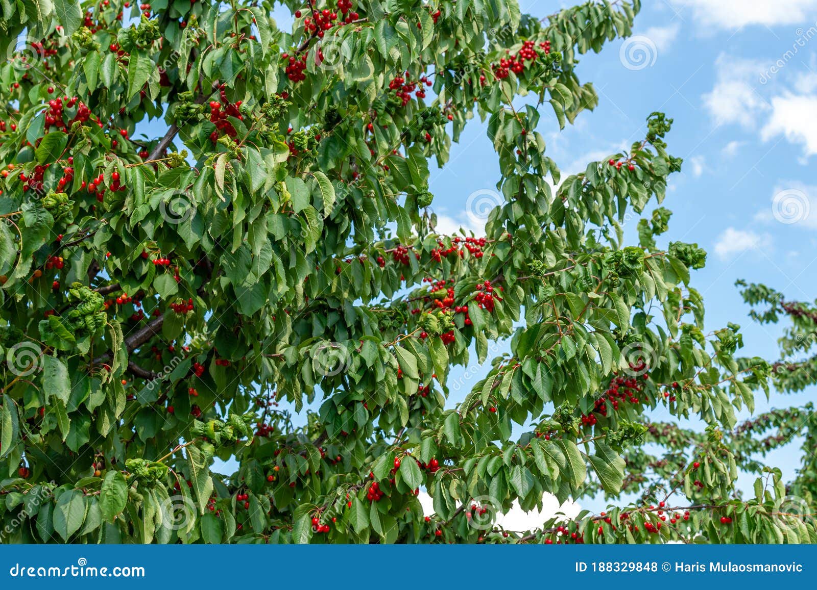 Cherries on the Trees in Summertime Stock Photo - Image of cheery ...