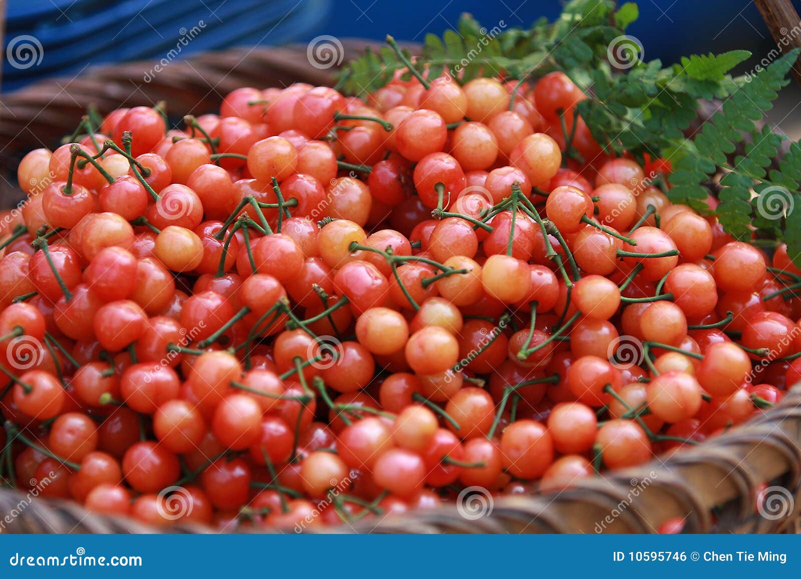 Cherry stock photo. Image of sweet, food, province, zhejiang - 10595746