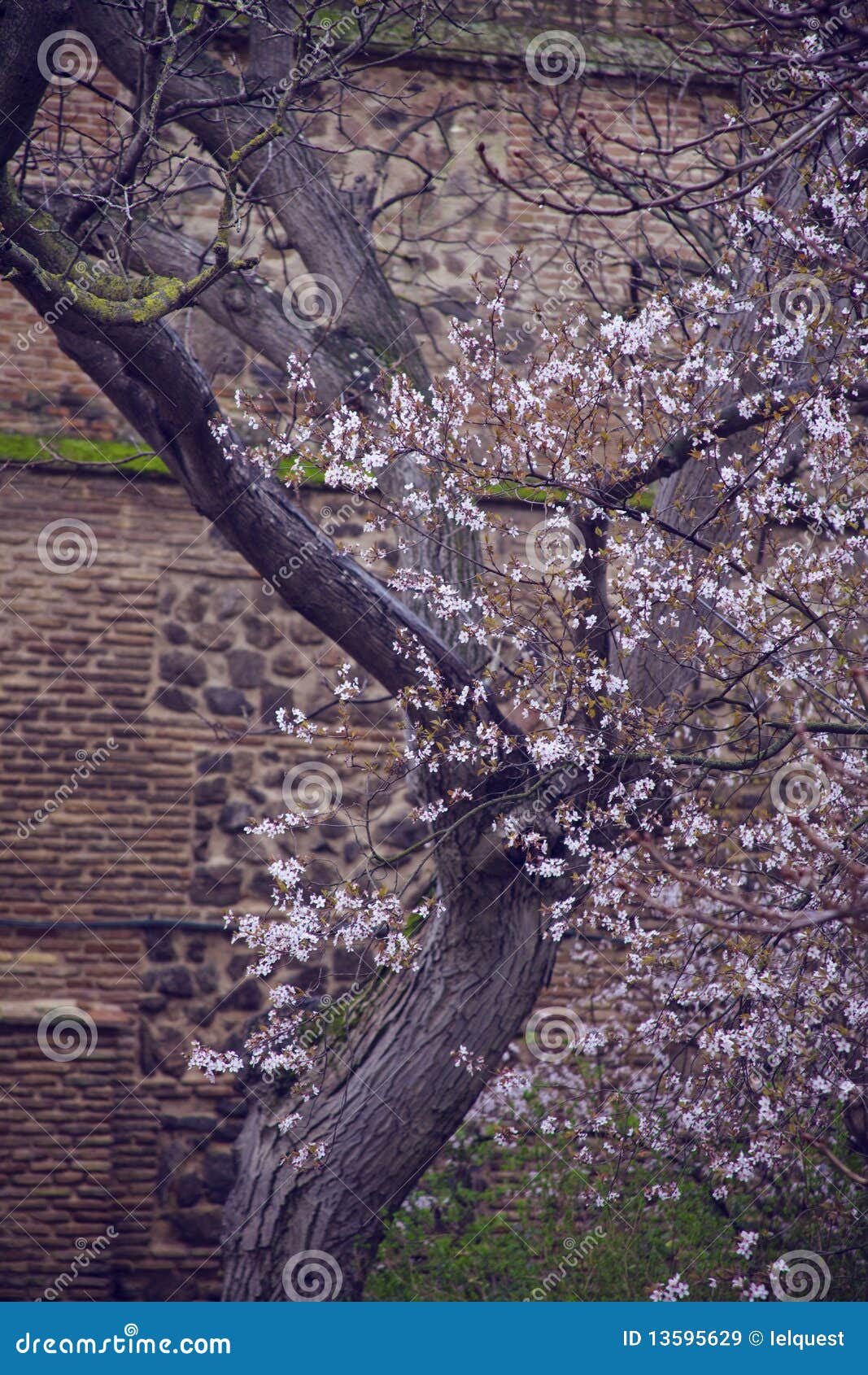 Cherry stock image. Image of japanese, brick, nature - 13595629