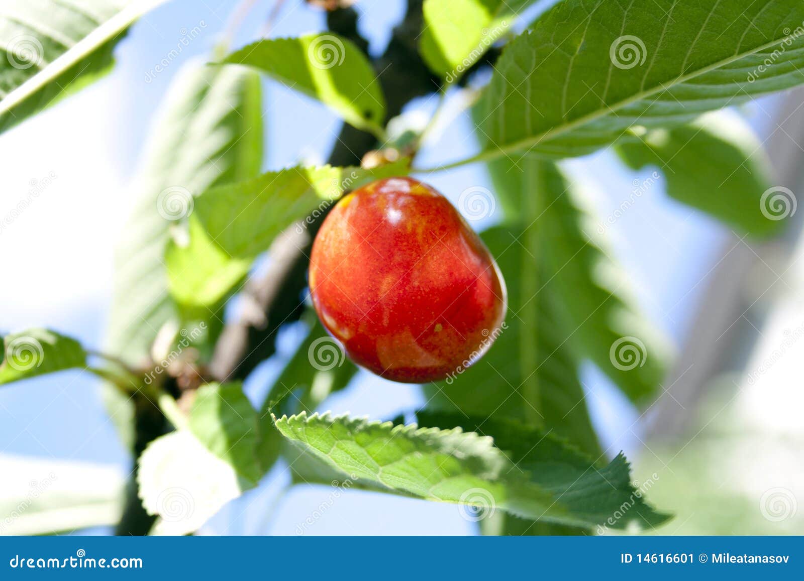 Cherry stock image. Image of single, berry, garden, tree - 14616601