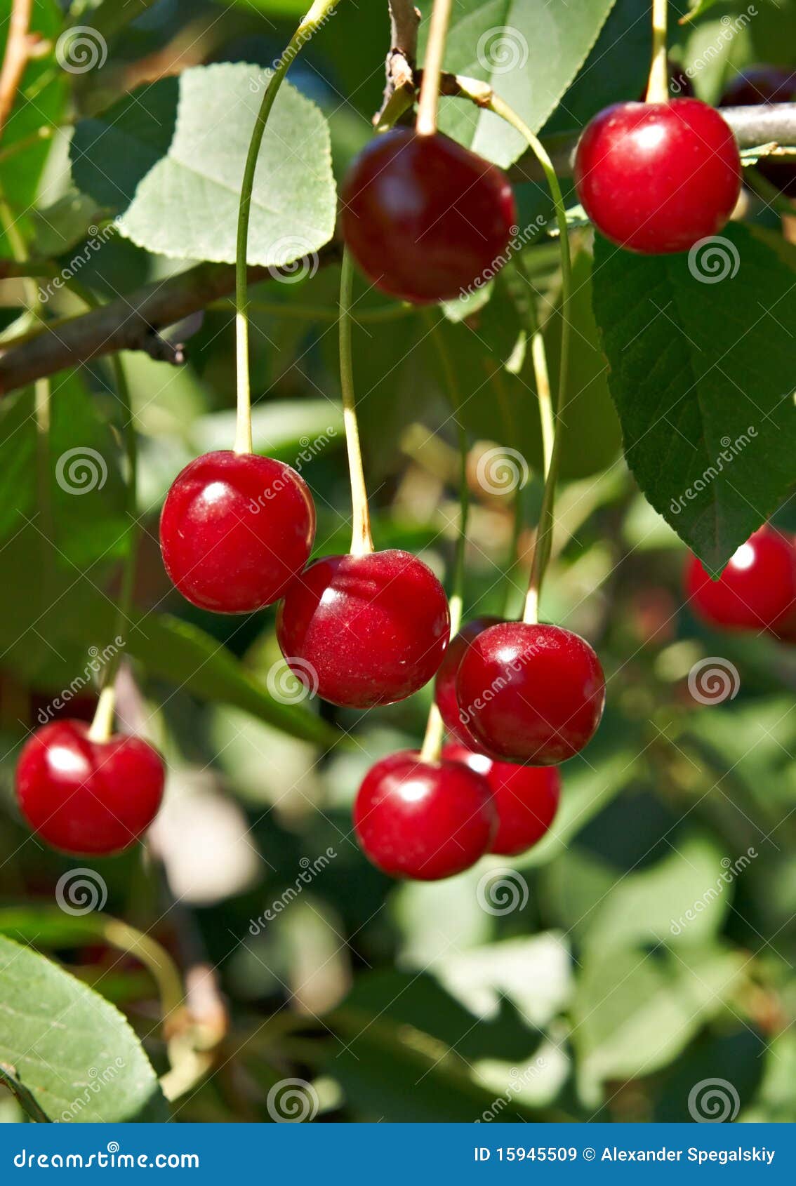 Cherry stock image. Image of food, garden, pulpy, sweet - 15945509