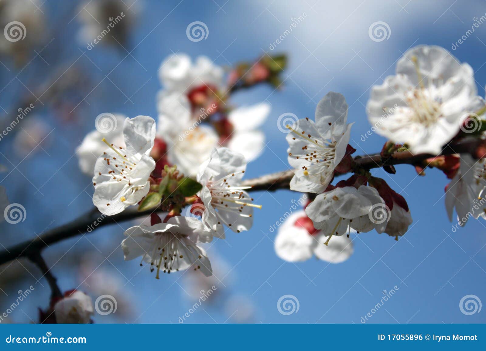 Cherry stock photo. Image of blooming, environment, april - 17055896