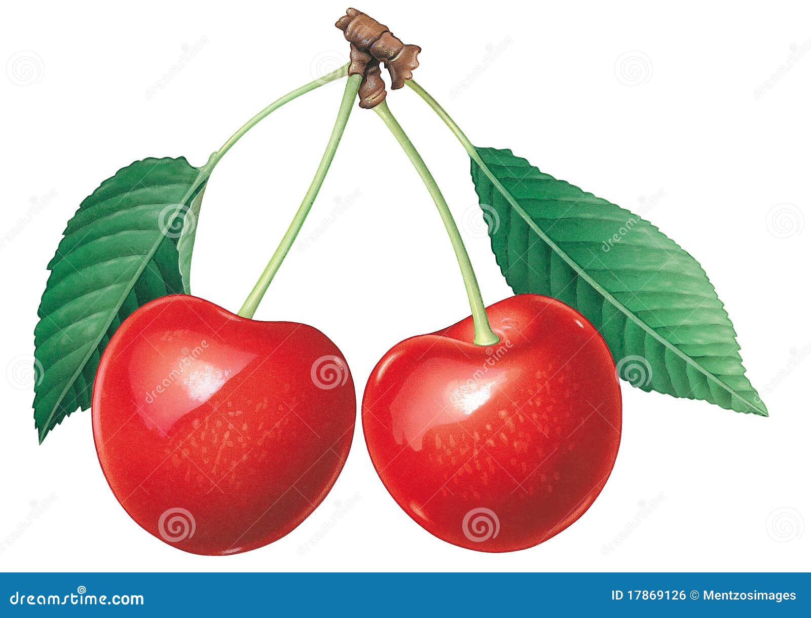 Cherry stock illustration. Illustration of color, juicy - 17869126