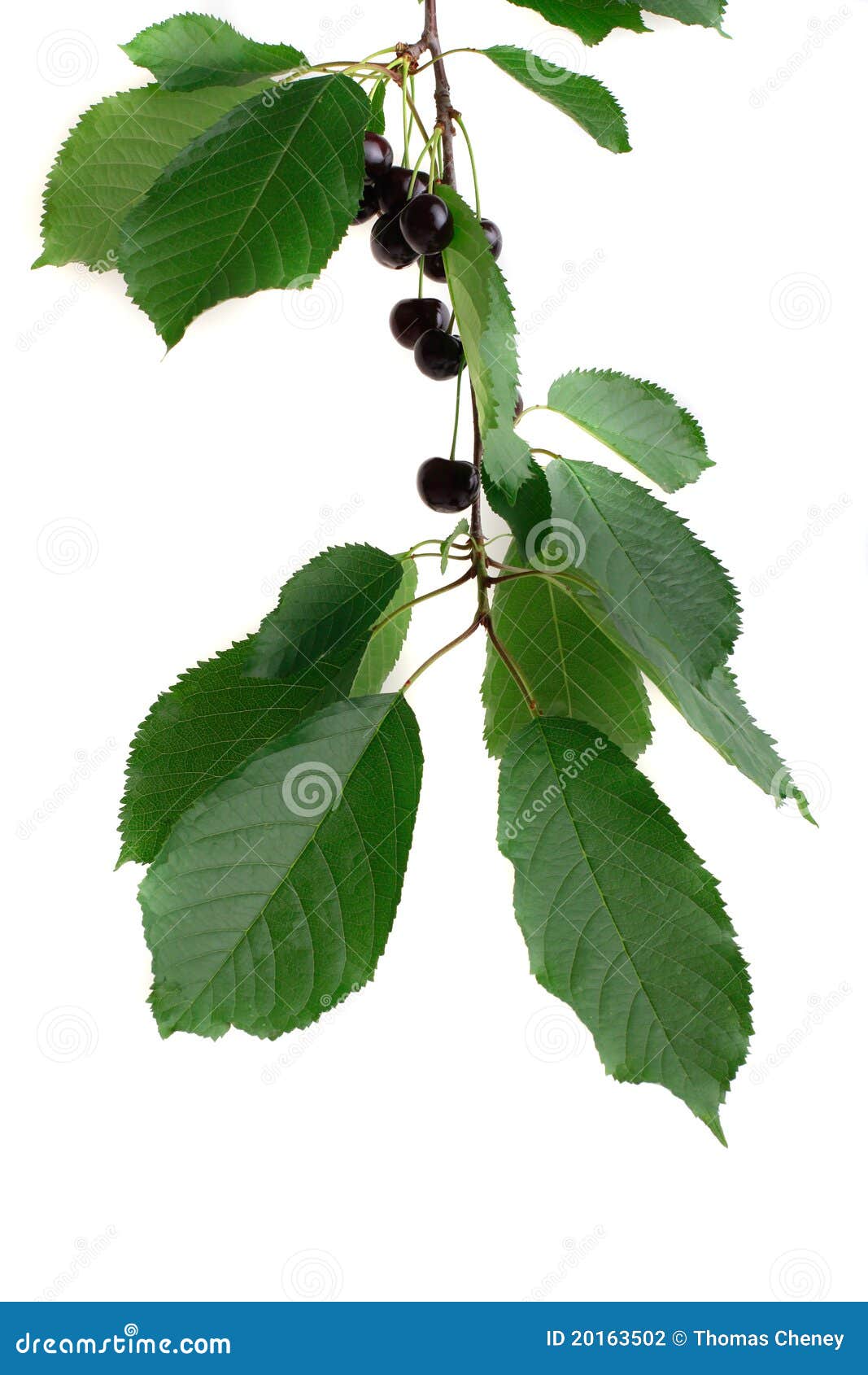 Cherry stock photo. Image of sweet, arrange, picked, pluck - 20163502