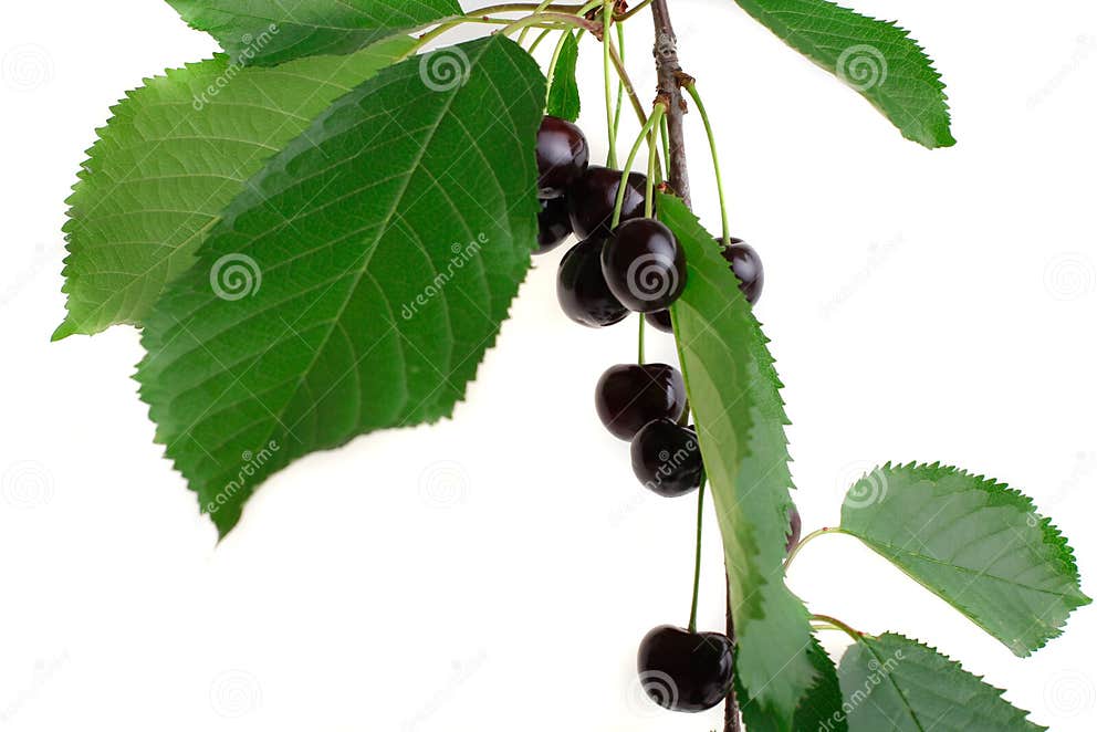 Cherry stock image. Image of healthy, pluck, crop, ecologically - 20163541