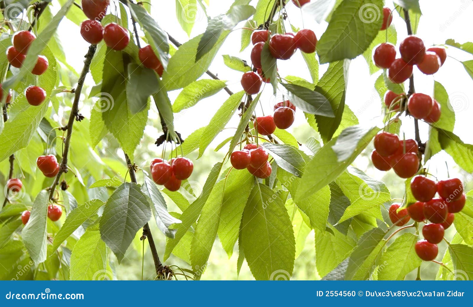Cherry stock photo. Image of summer, agricultural, freshness - 2554560