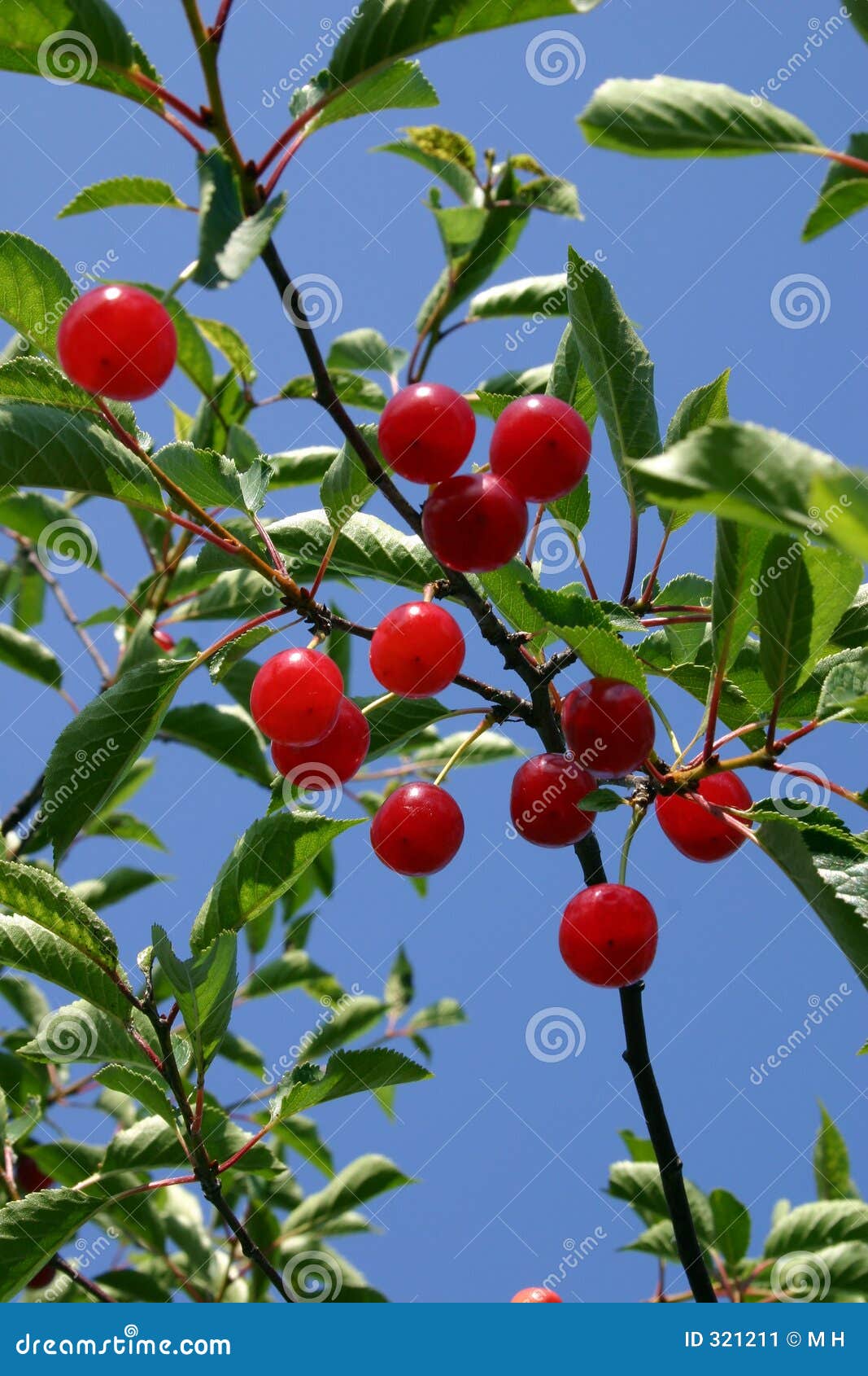 Cherry 3 stock image. Image of summer, flora, green, orchard - 321211