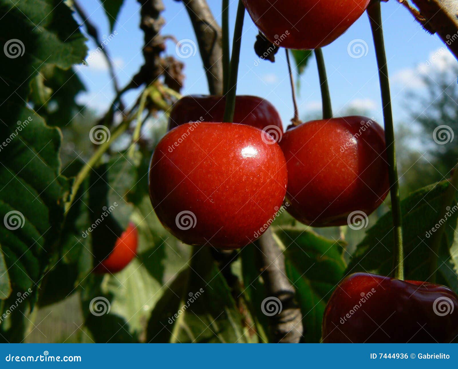 Cherry stock photo. Image of nice, organic, vitamin, food - 7444936