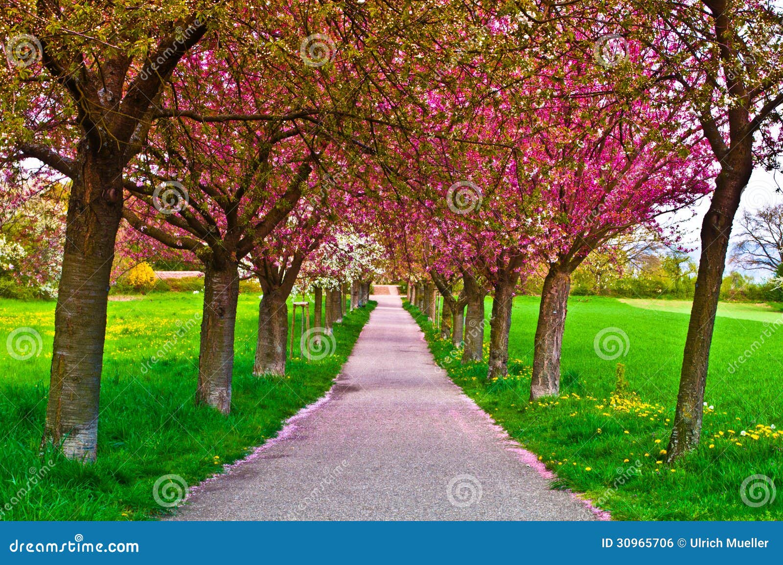 Cherry Alley stock photo. Image of plant, scene, blossom - 30965706