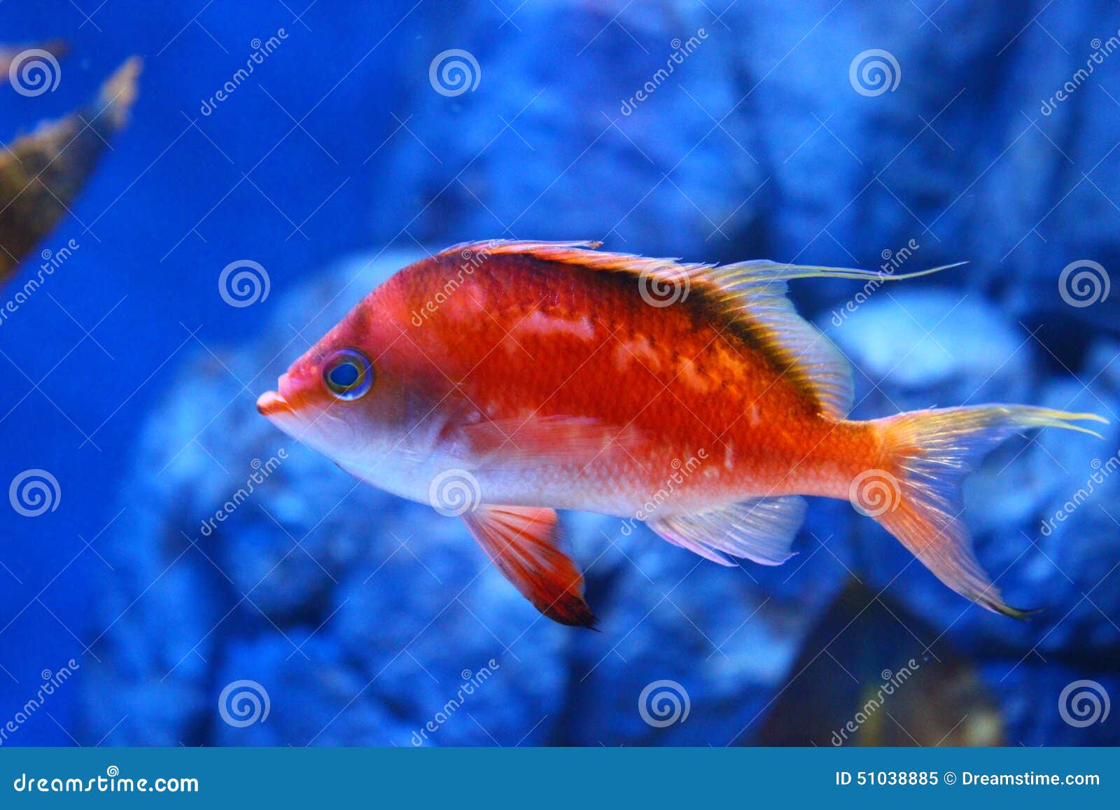 Cherry Anthias Fish stock image. Image of fish, aqua - 51038885