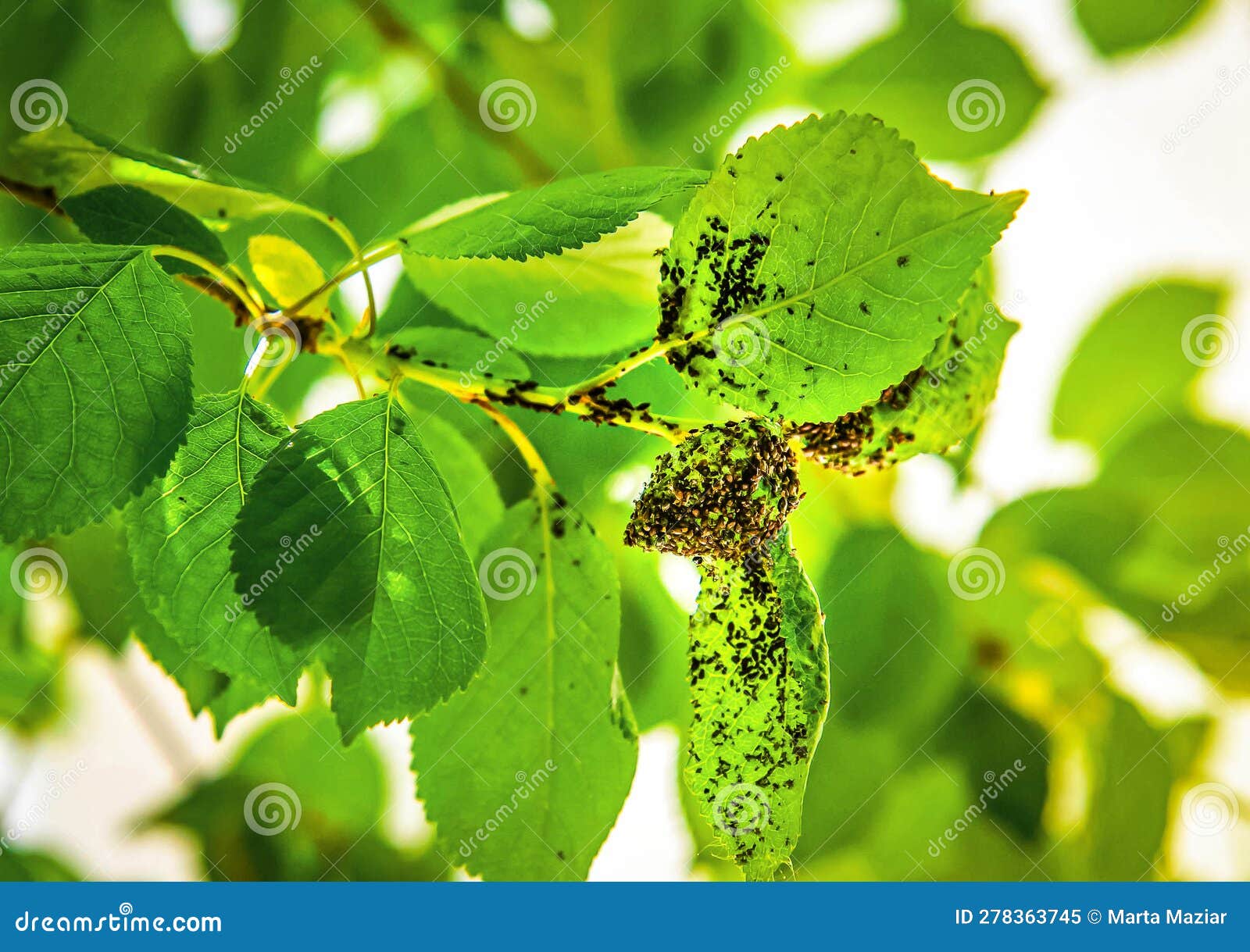 Cherry Aphids, Black Fly on Cherry Tree. Branch of Fruit Tree Wi Stock ...