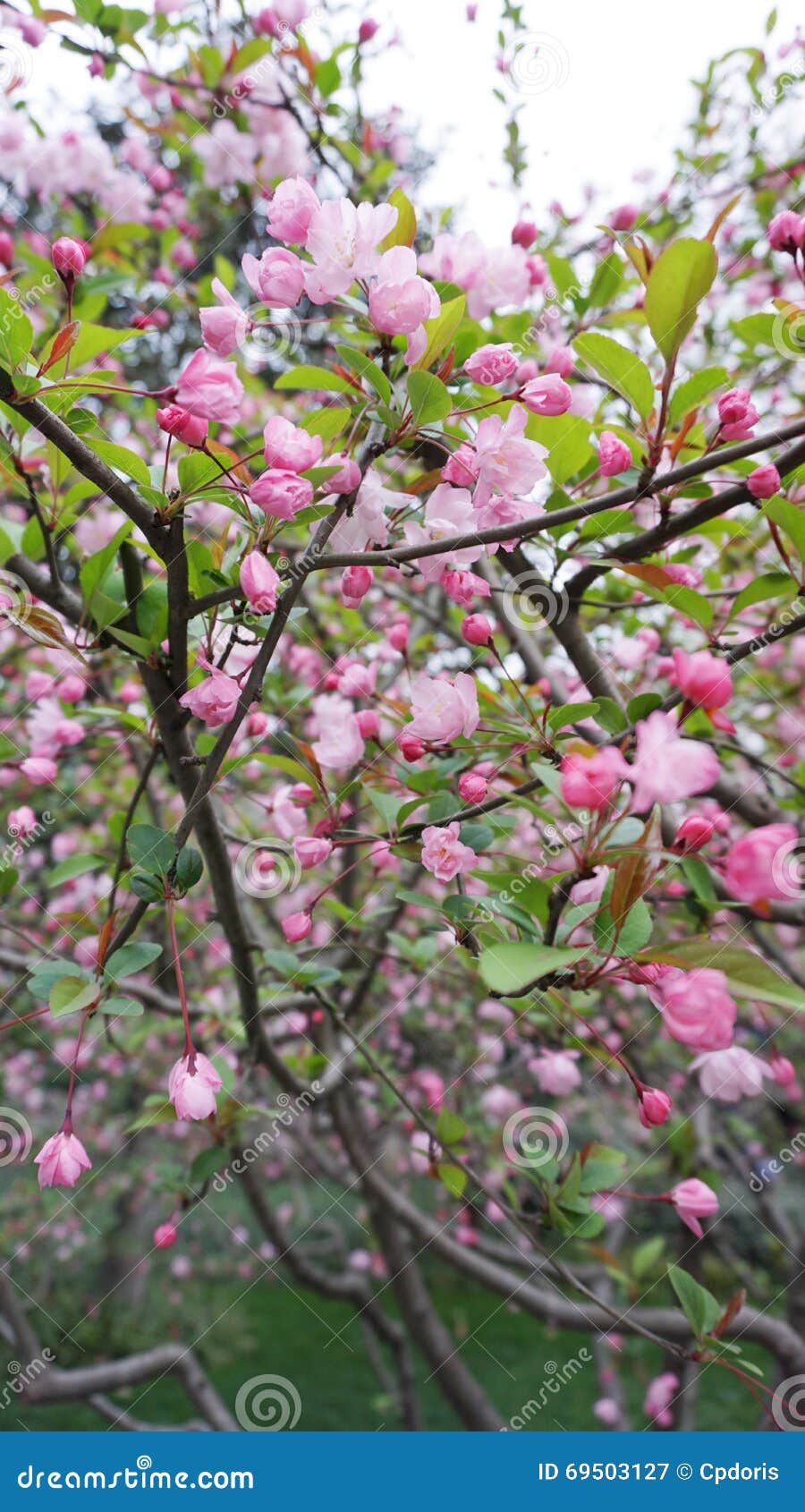 Cherry-apple tree stock image. Image of floral, chinese - 69503127