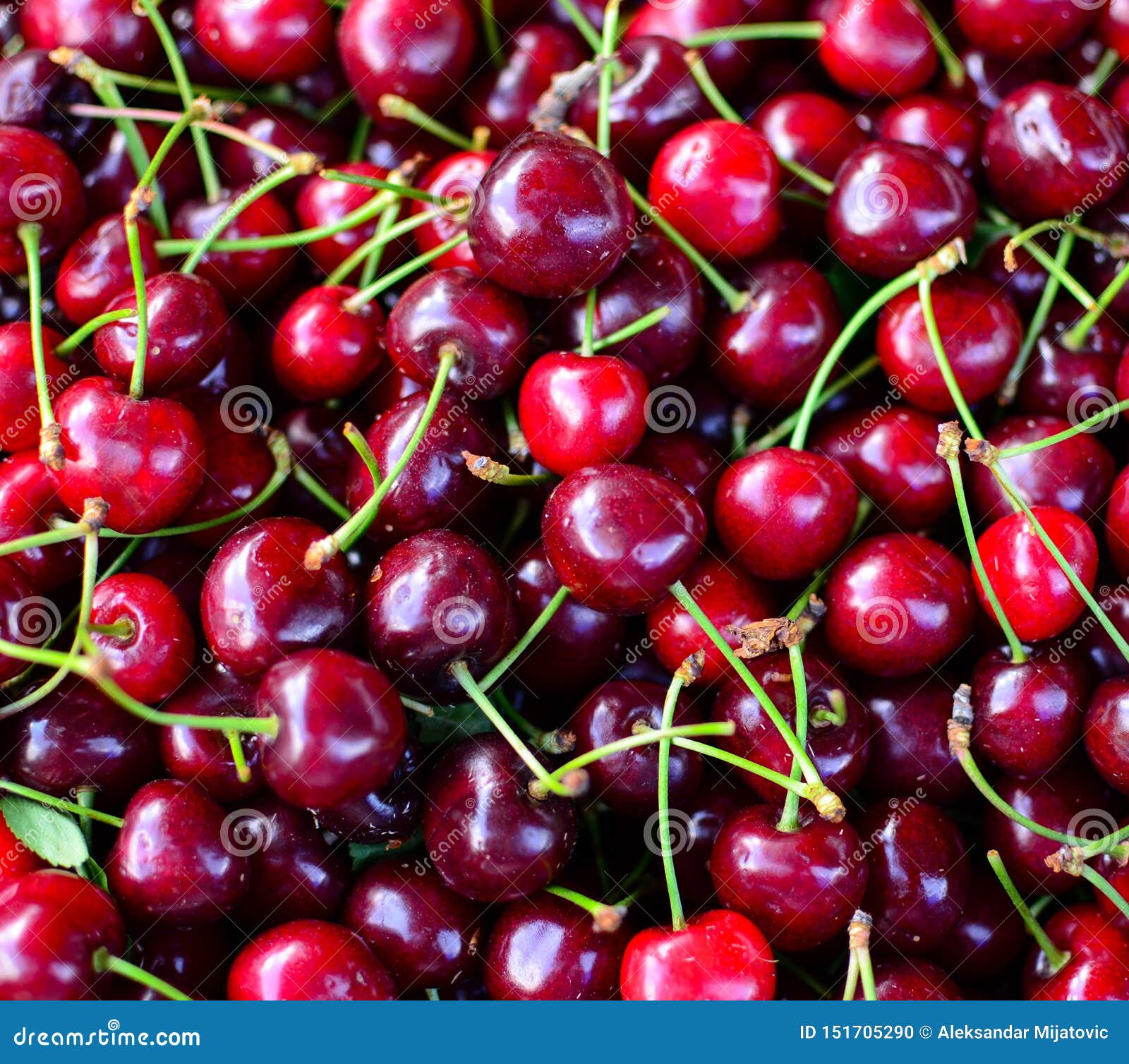 Cherry background stock photo. Image of isolated, green - 151705290