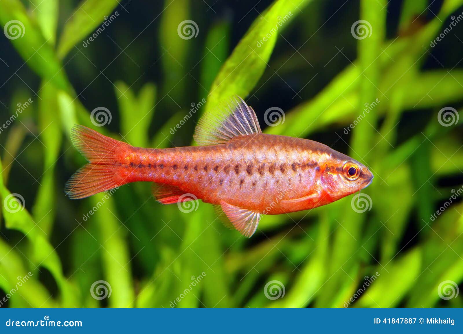 Cherry Barb, Puntius Titteya, Aquarium Fishes Royalty-Free Stock Image ...