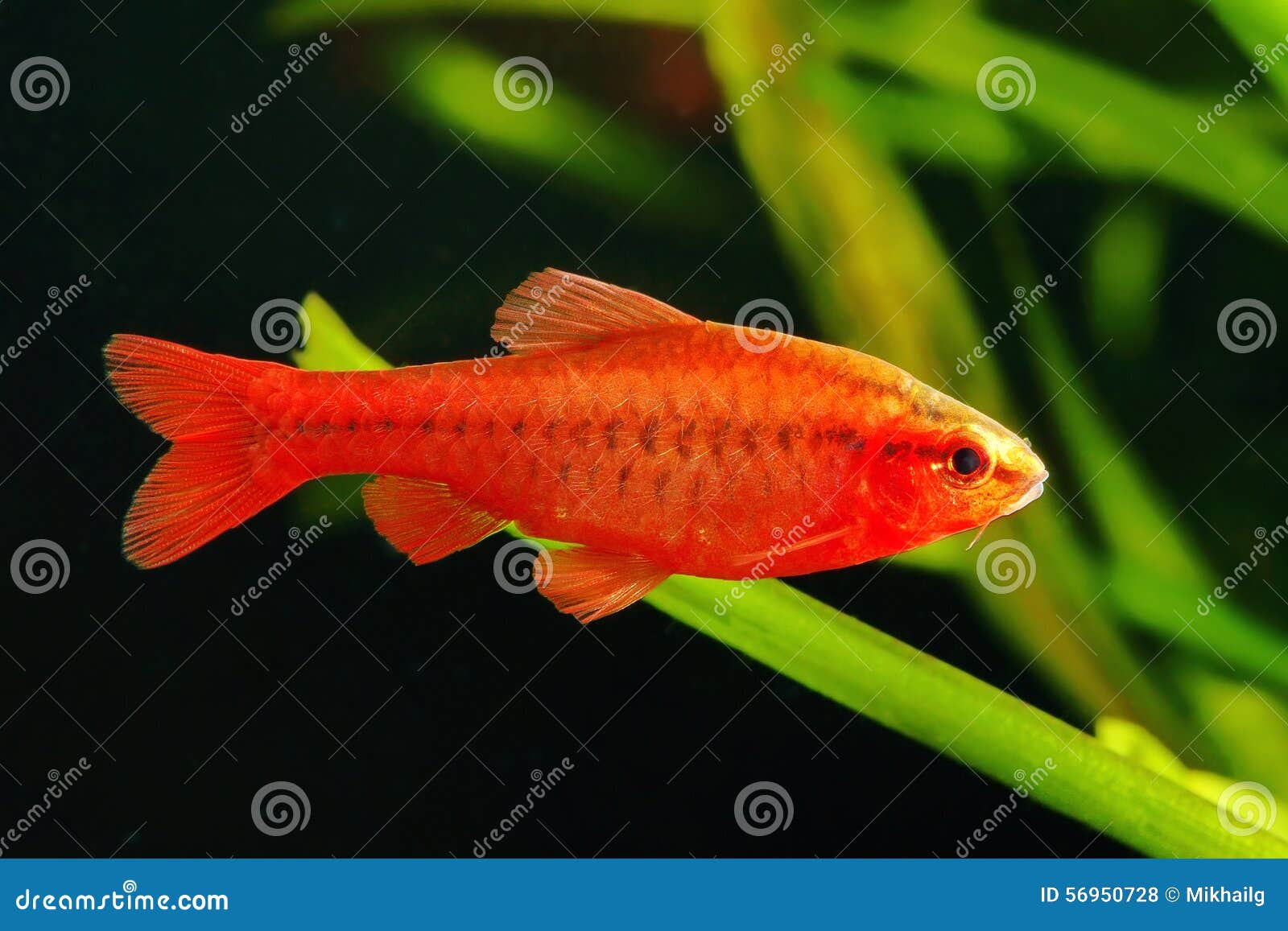 Cherry barb stock photo. Image of macro, wildlife, color - 56950728