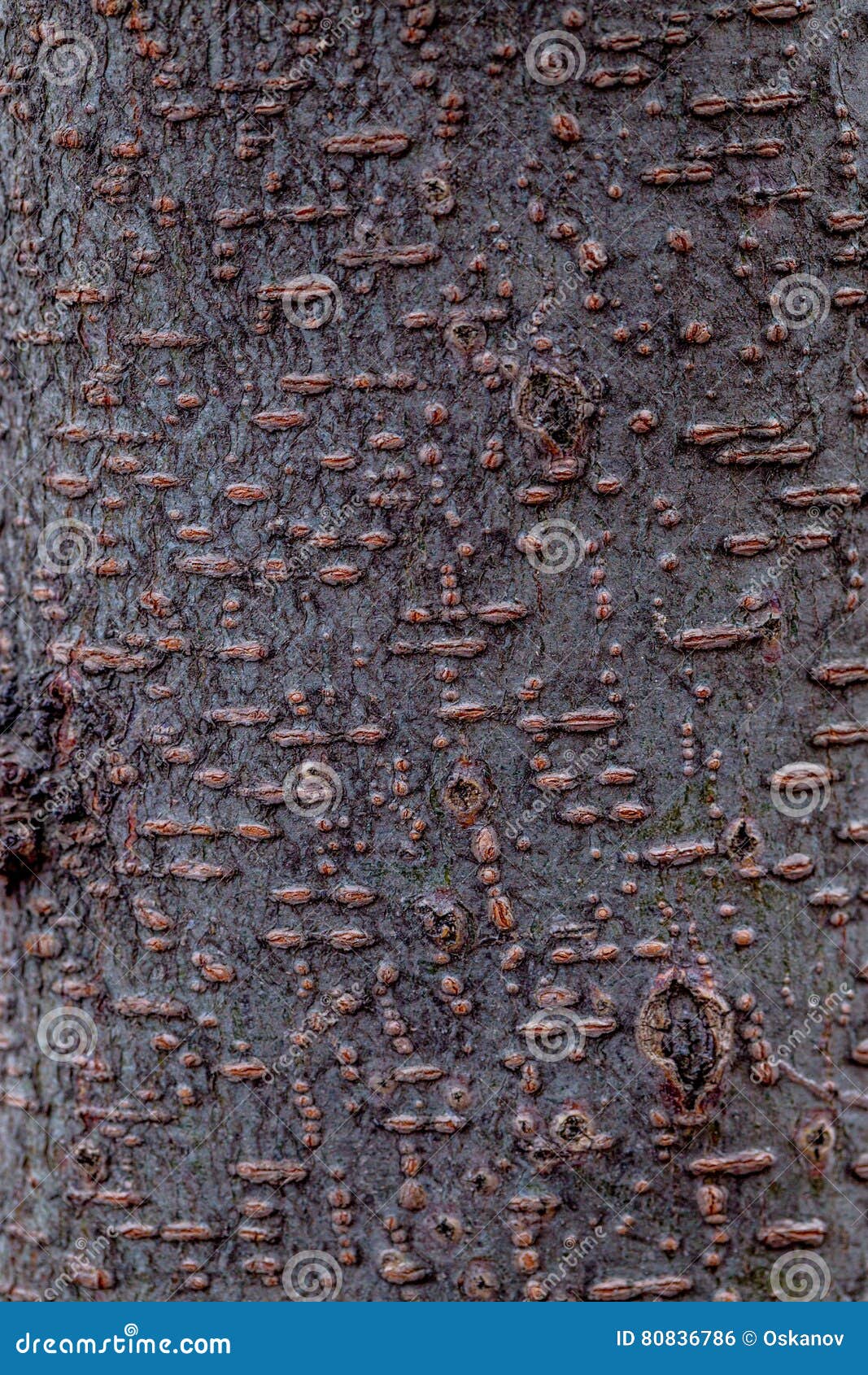 Cherry bark macro stock photo. Image of aging, line, closeup - 80836786