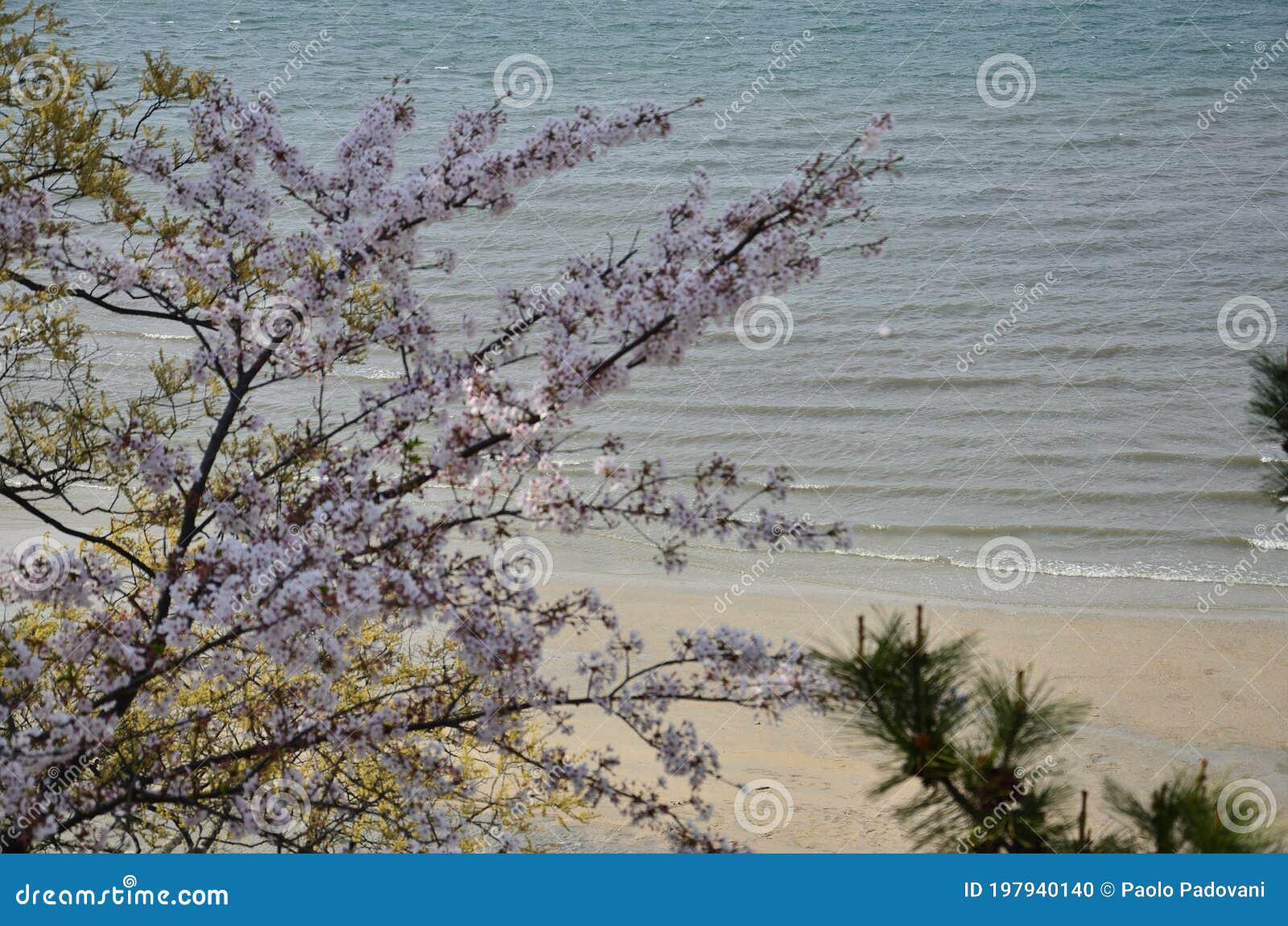 Cherry on beach stock photo. Image of natural, scene - 197940140