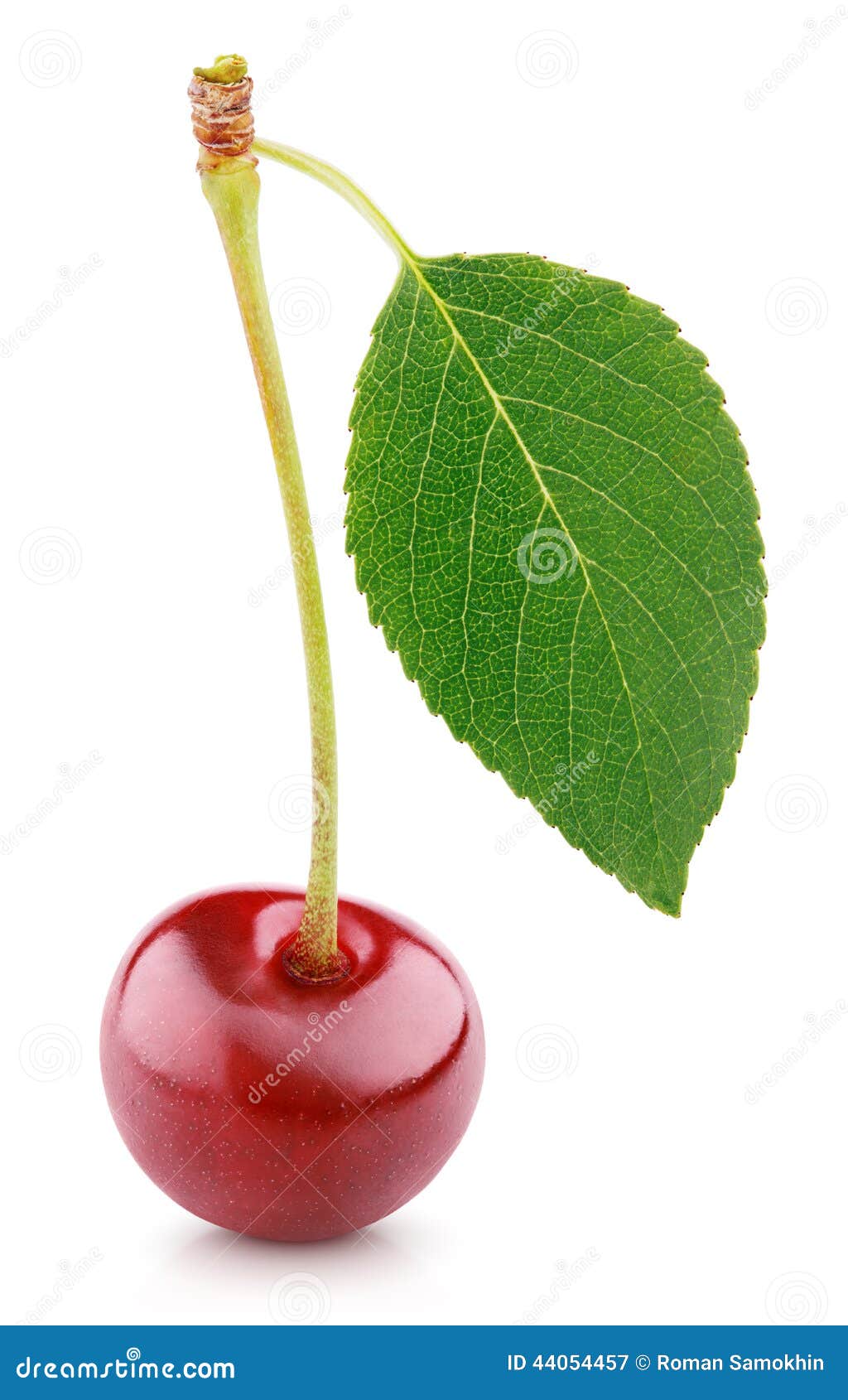 A Red Cherry Berry Hangs On A Branch Against The Background Of Green ...