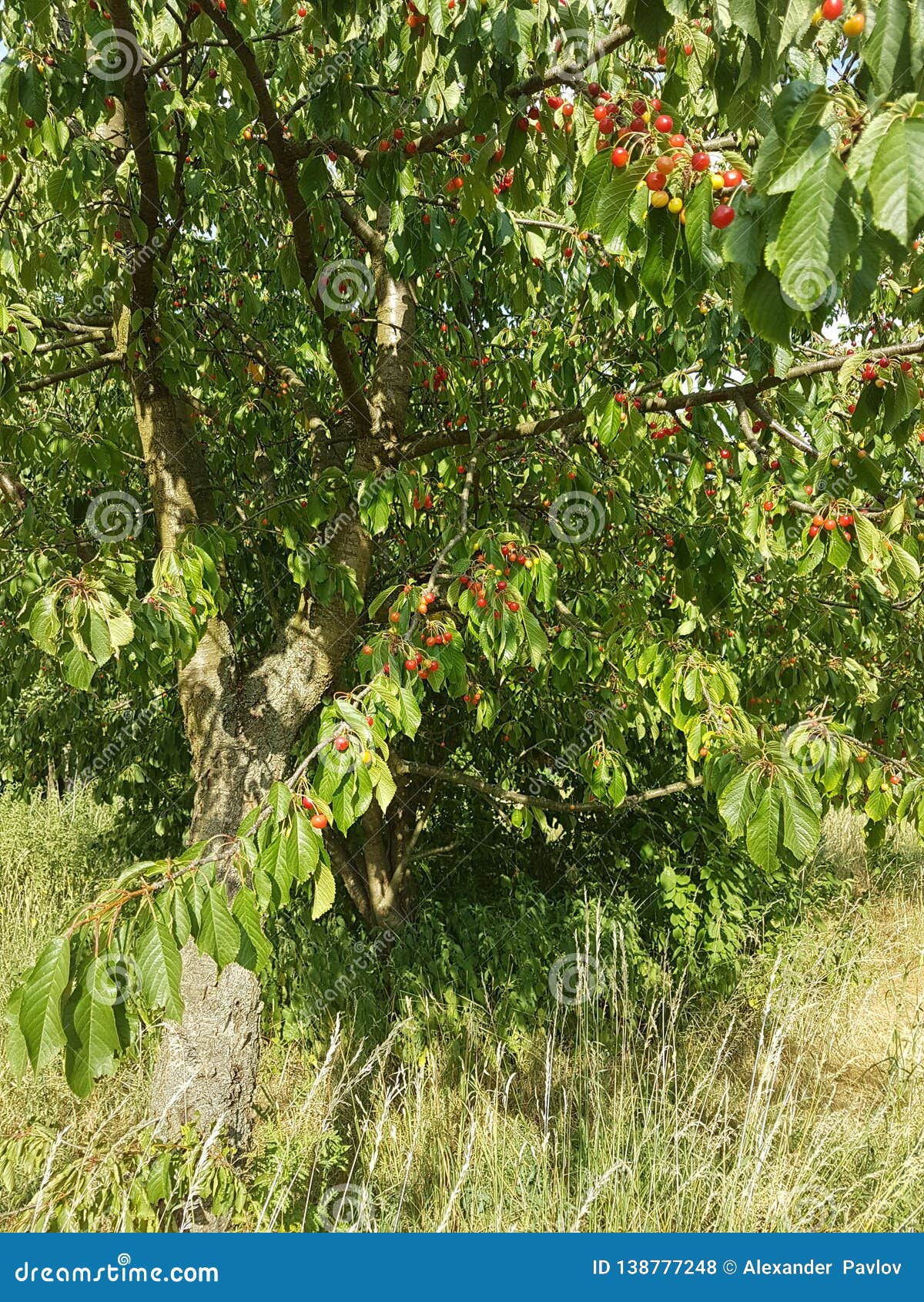 Cherry, Berry Red on a Tree Stock Photo - Image of forest, germany ...