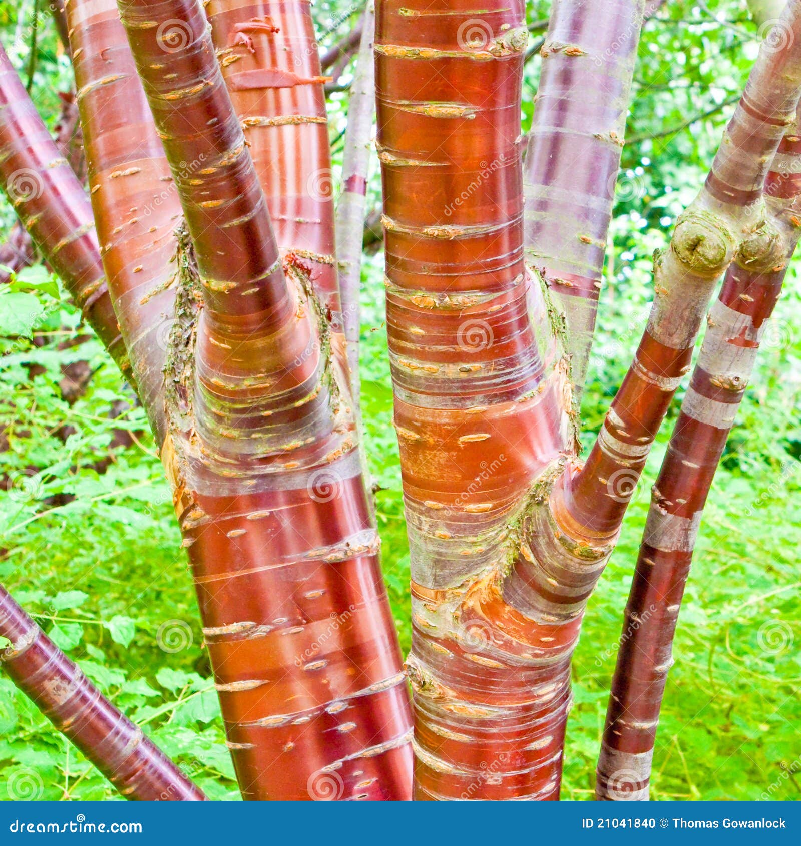 Cherry birch tree stock photo. Image of green, cherry - 21041840