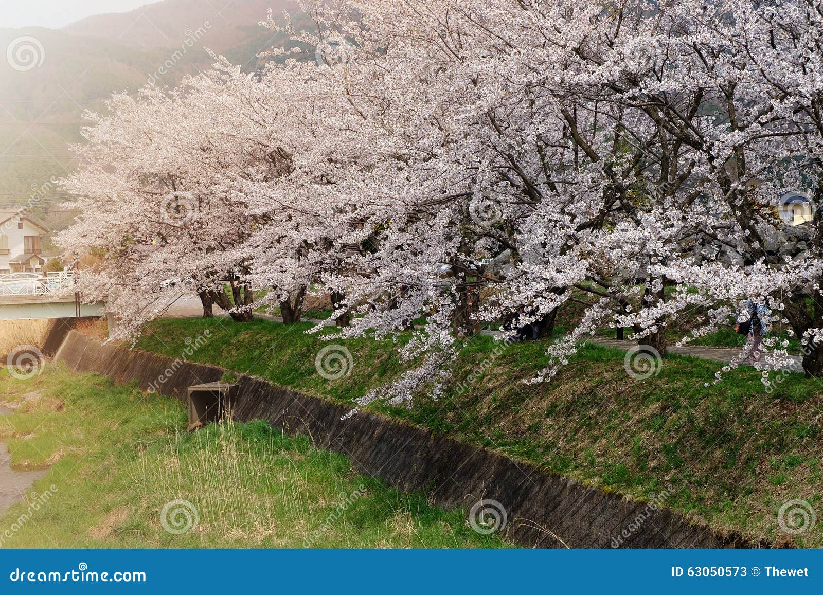 Cherry bloossom in winter stock image. Image of season - 63050573