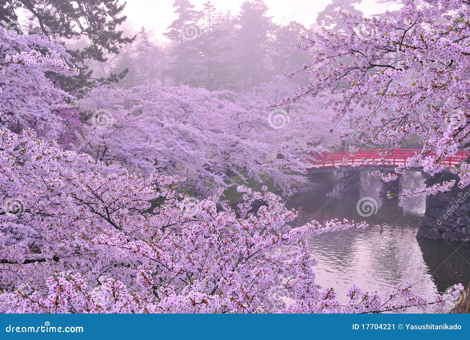 Cherry Blossom Trees Along The Road In Yeouido Park Royalty-Free Stock ...