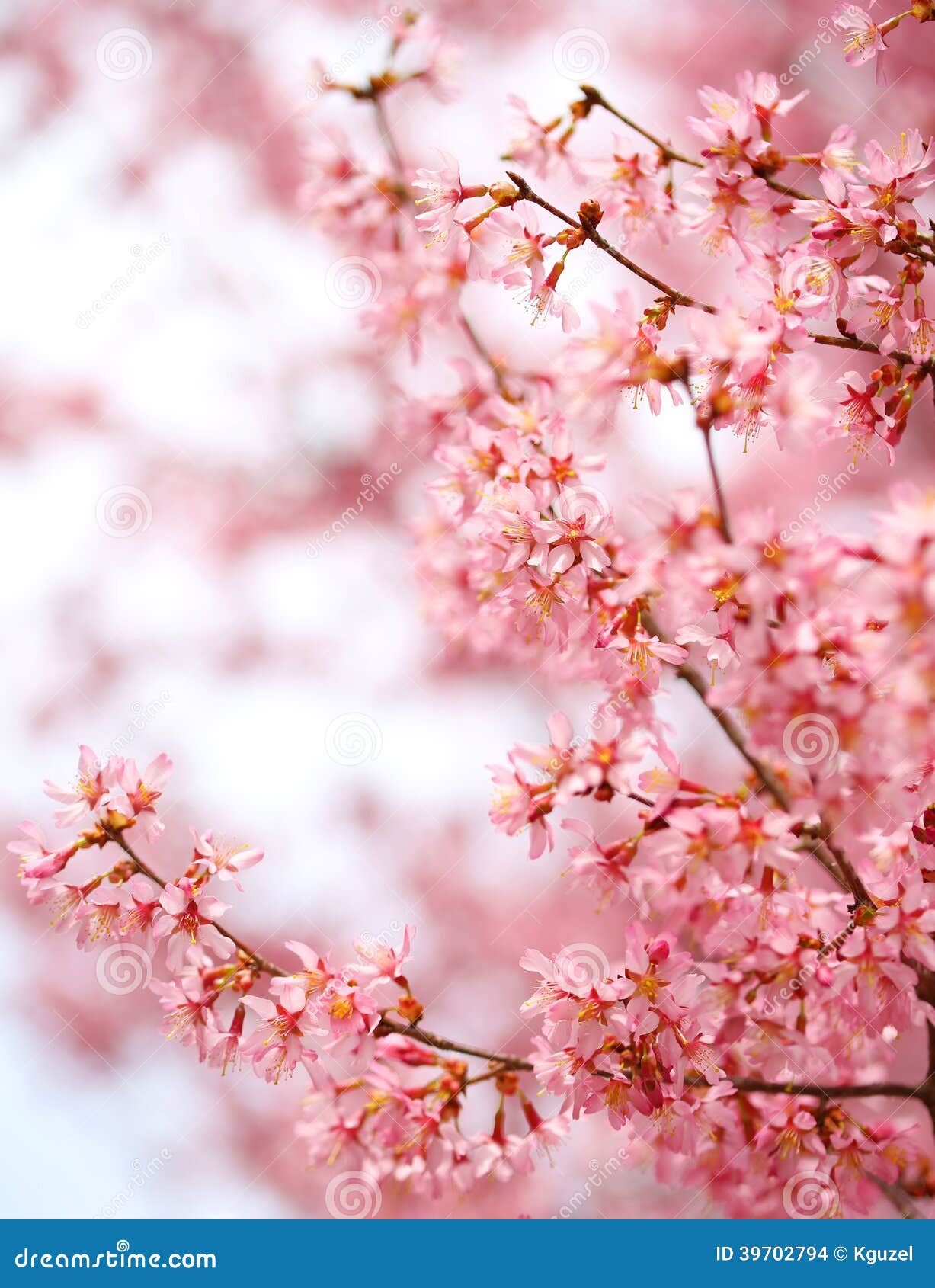 Cherry Blossom foto de stock. Imagem de detalhe, abril - 39702794