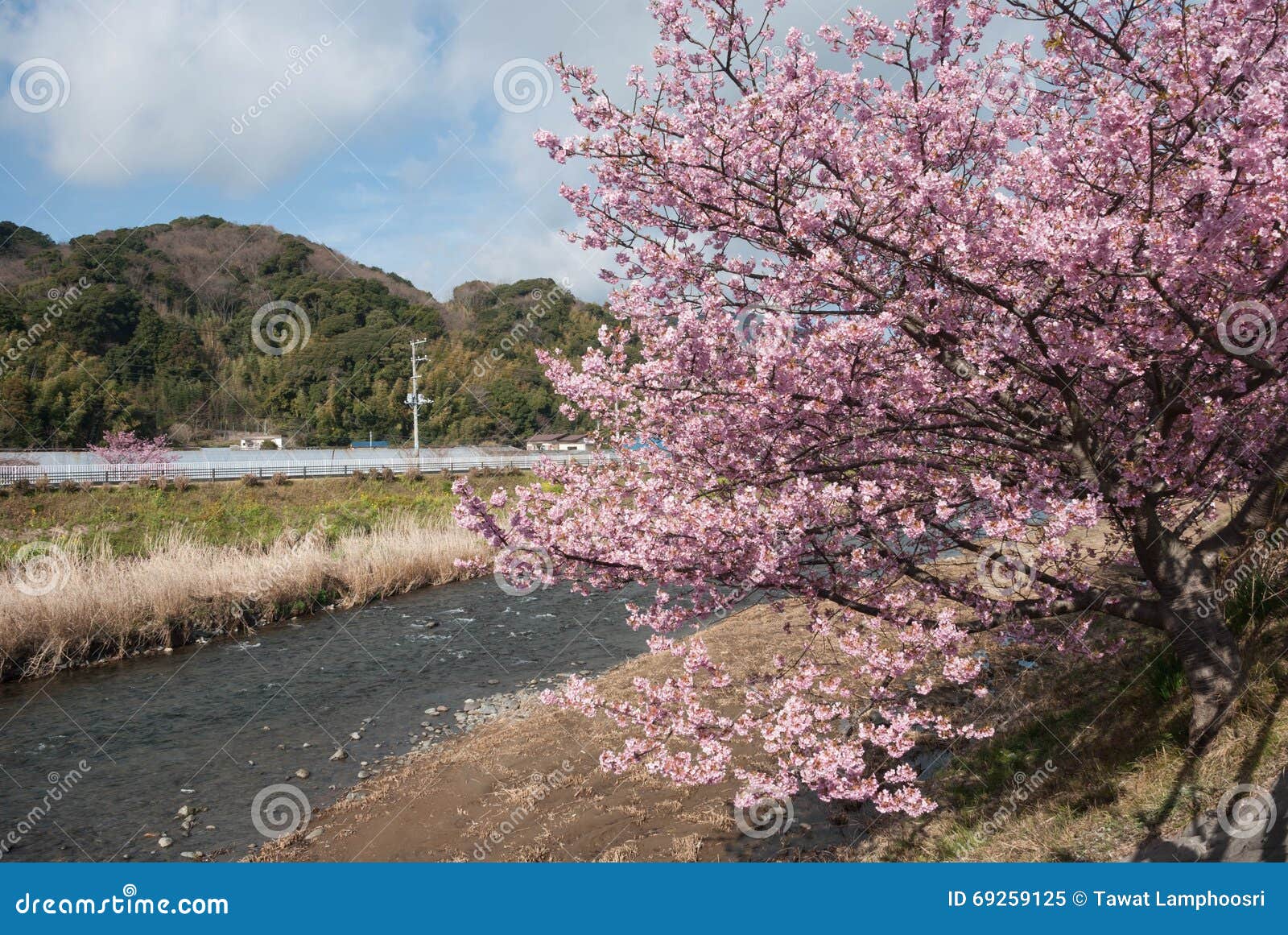 Cherry Blossom imagen de archivo. Imagen de historia - 69259125