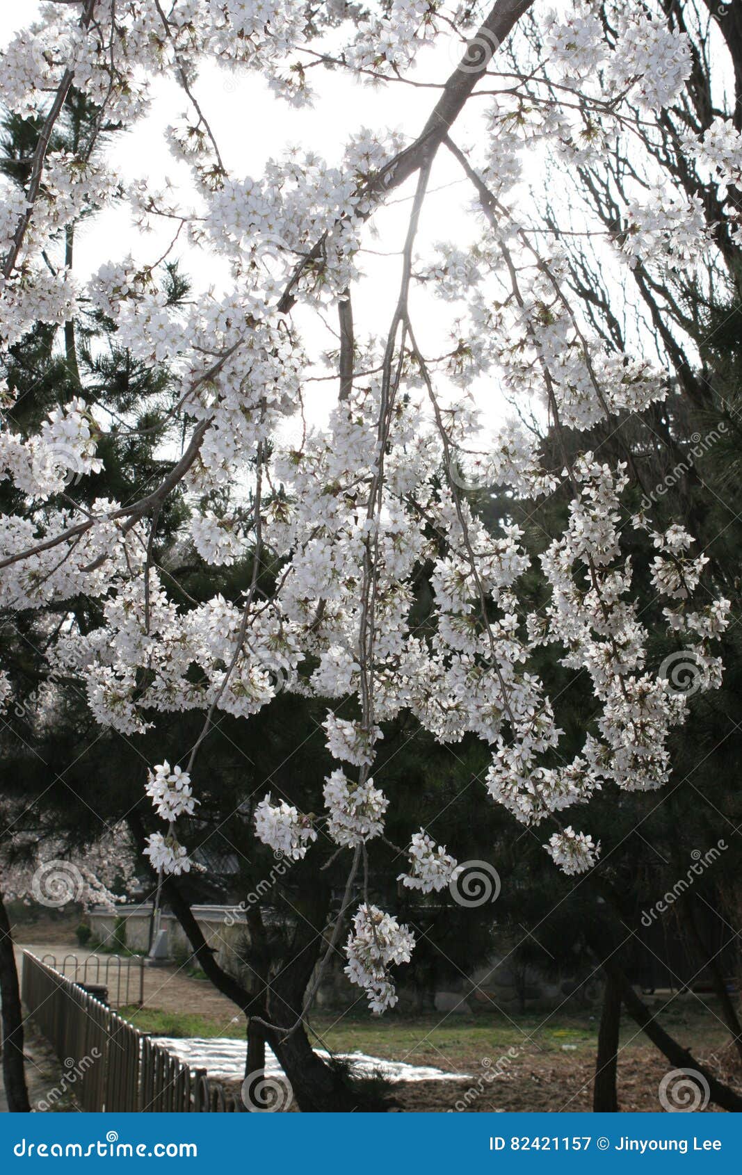 Cherry Blossom imagen de archivo. Imagen de cereza, paisaje - 82421157