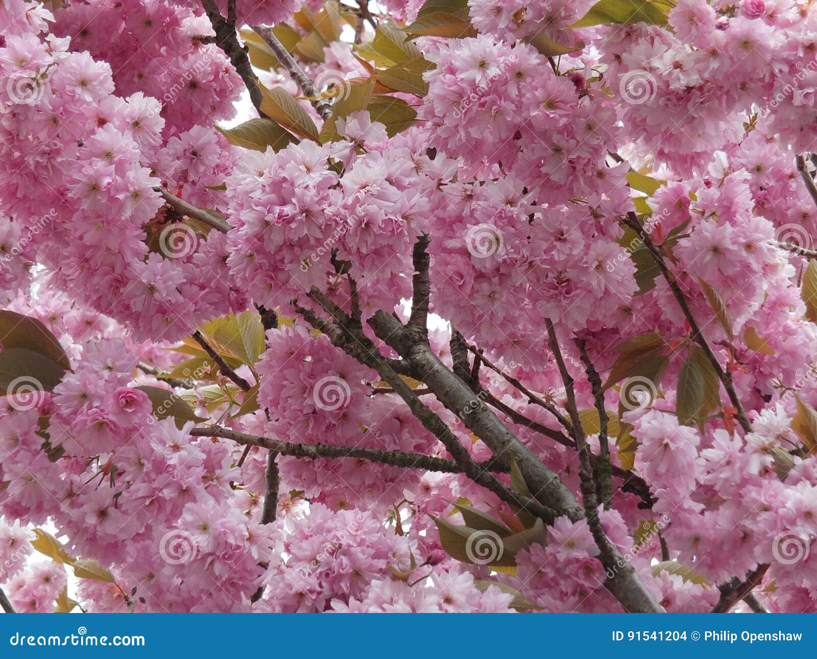 Cherry Blossom foto de archivo. Imagen de suave, oferta - 91541204