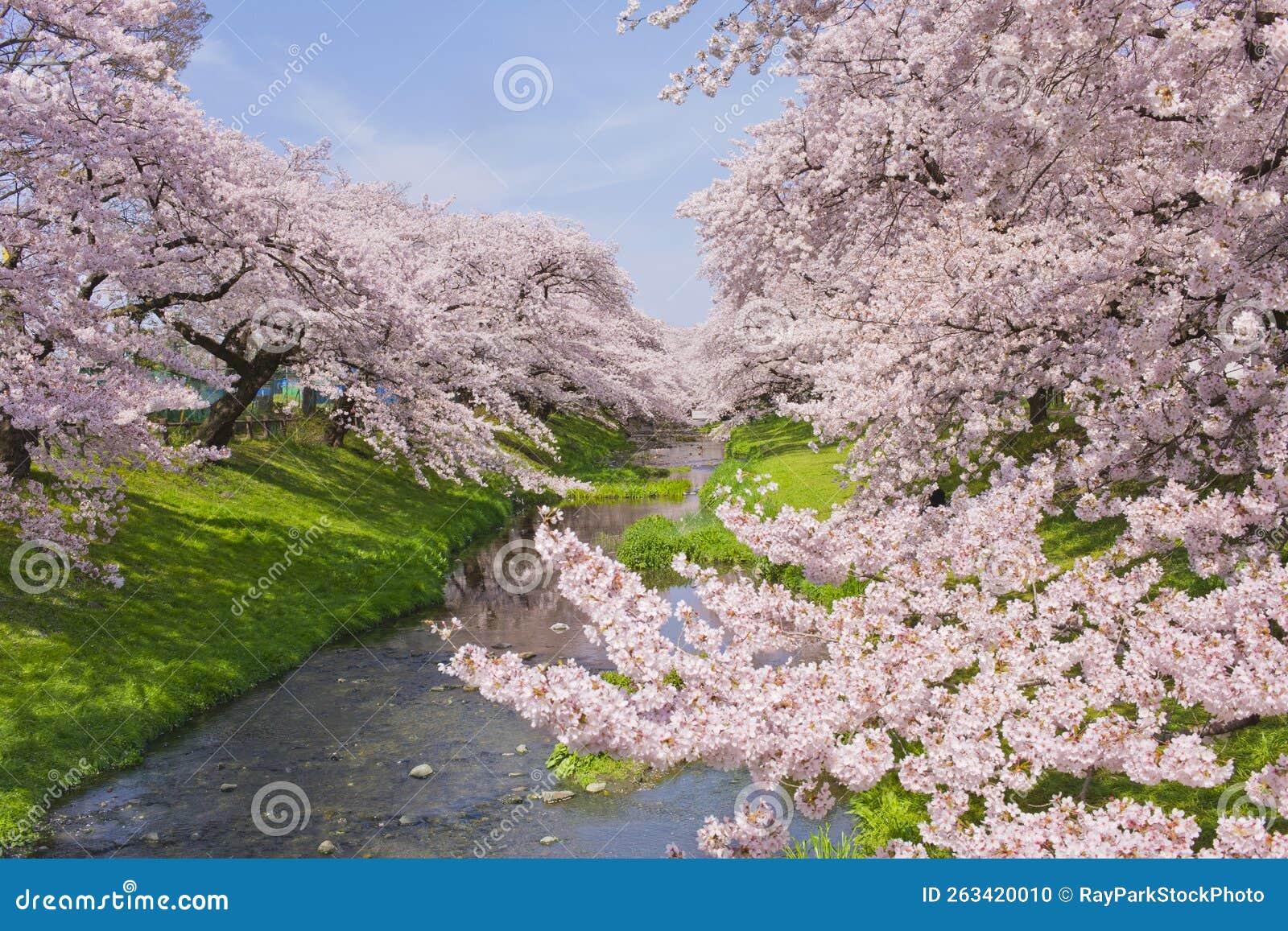 Cherry blossom stock photo. Image of april, leaf, morning - 263420010