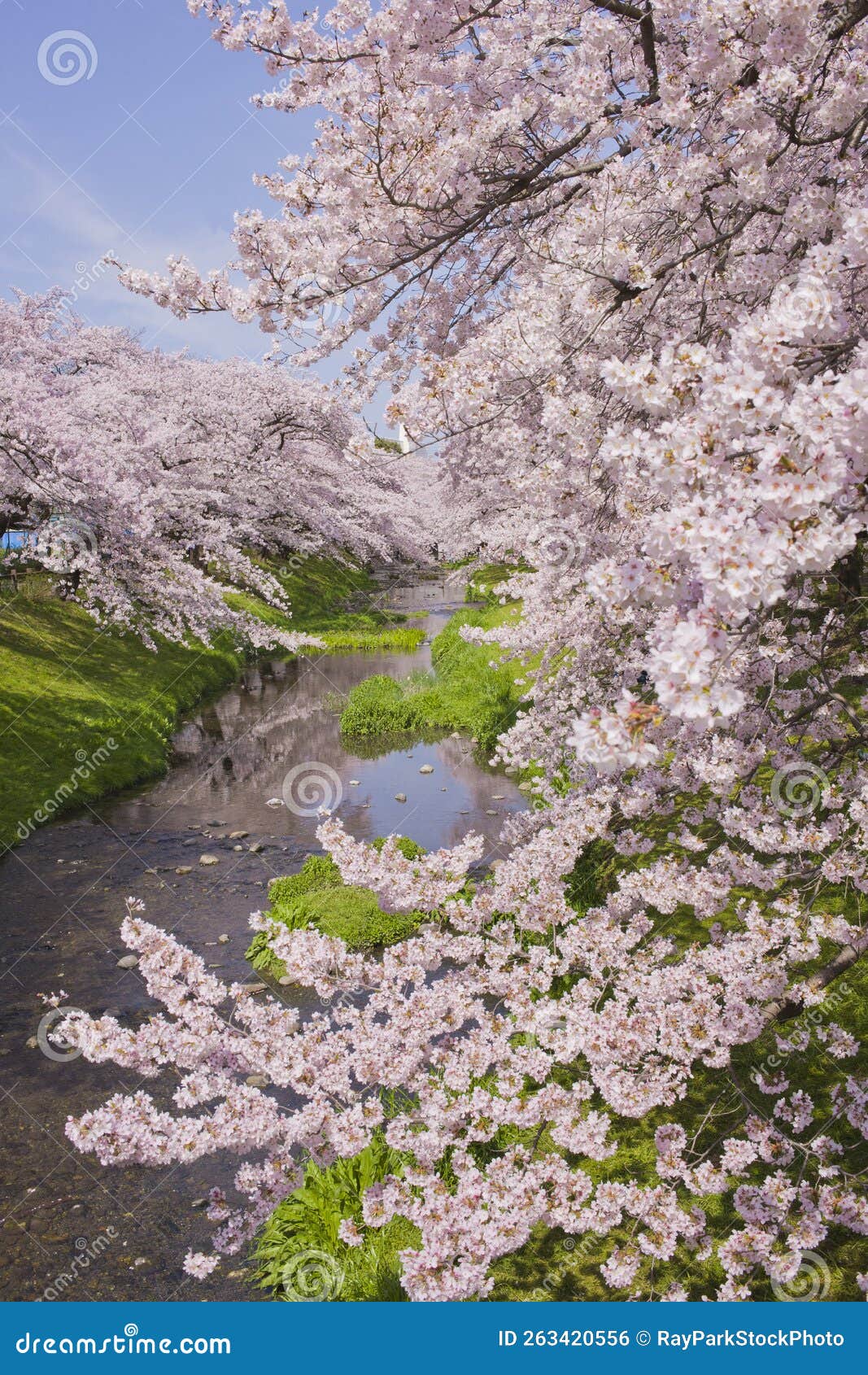 Cherry blossom stock photo. Image of flower, beauty - 263420556
