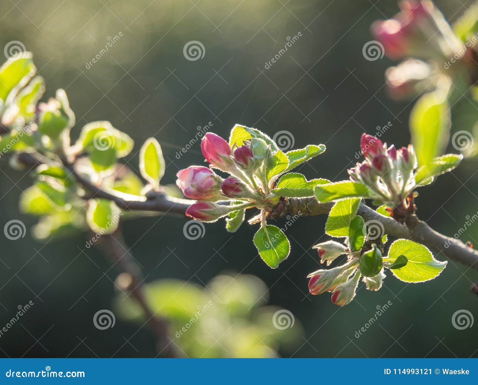 Bleeding trees in germany stock image. Image of white - 114993121
