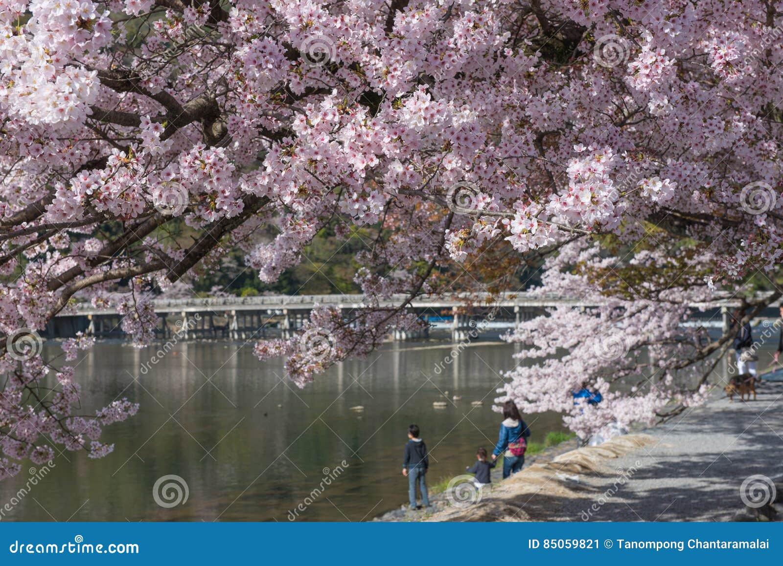 Cherry Blossom, Arashiyama in Spring,Kyoto, Japan Stock Image - Image ...