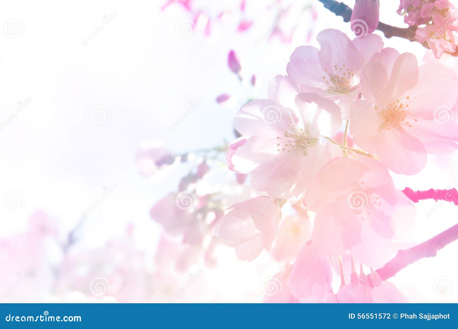 220 Sakura Gradient Stock Photos - Free & Royalty-Free Stock Photos ...
