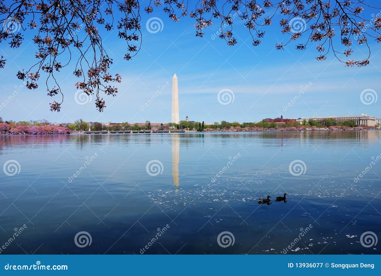 Cherry Blossom in Basin Lake, Washington DC Stock Image - Image of ...