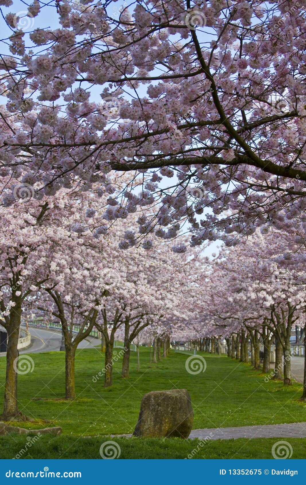 Cherry Blossom Blooming at Spring Time Stock Image - Image of ...