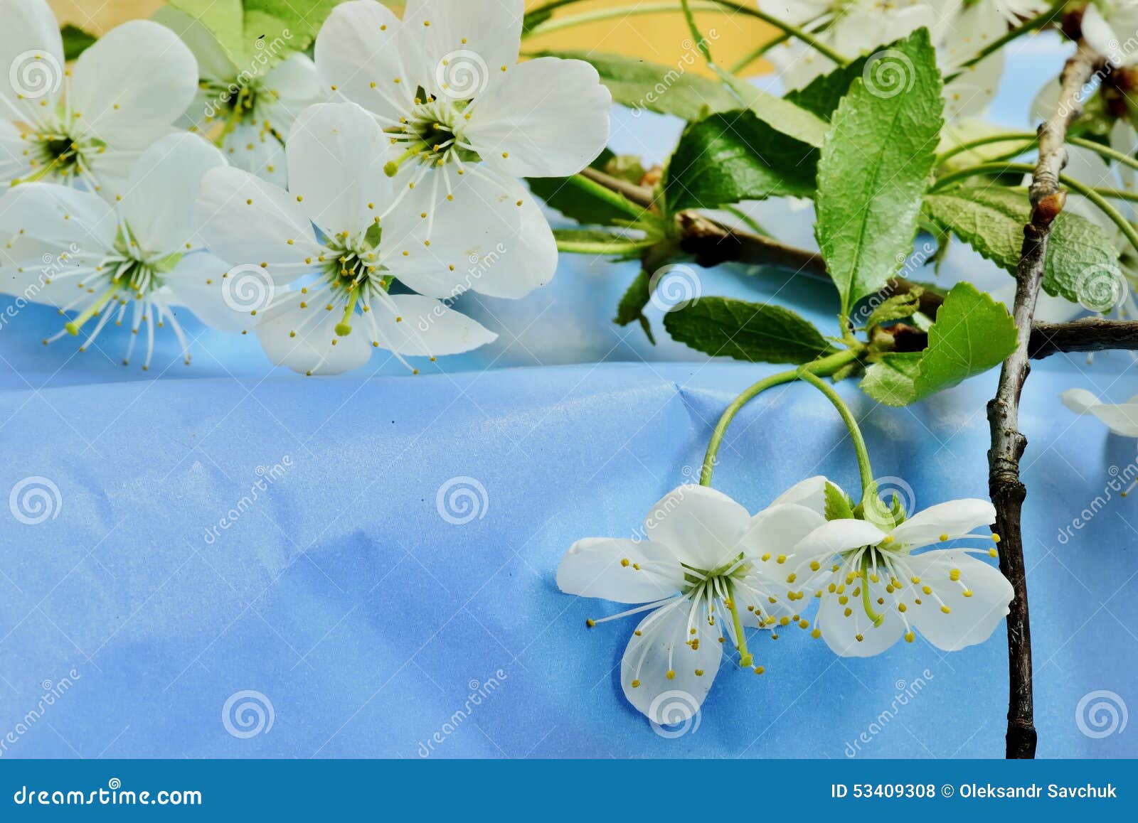 Cherry Blossom on Blue Background Stock Photo - Image of garden ...