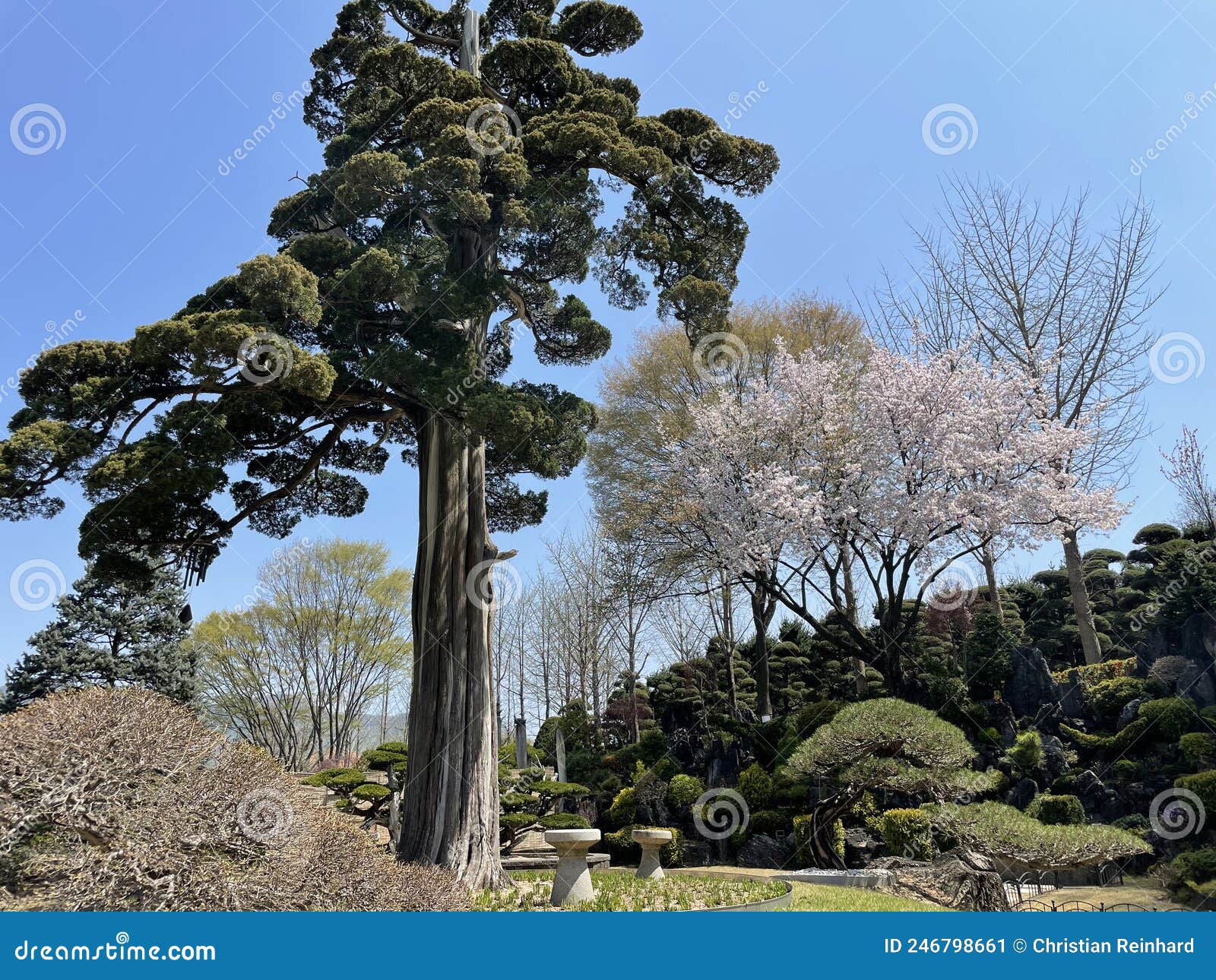 A Cherry Blossom, Bonsai and Two-tone Tree Stock Image - Image of ...