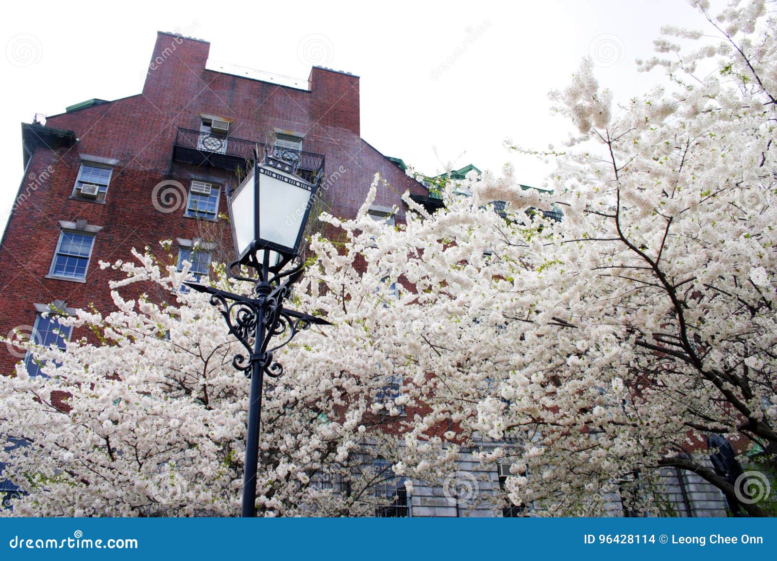 Cherry Blossom in Boston Public Garden during Spring Stock Photo ...