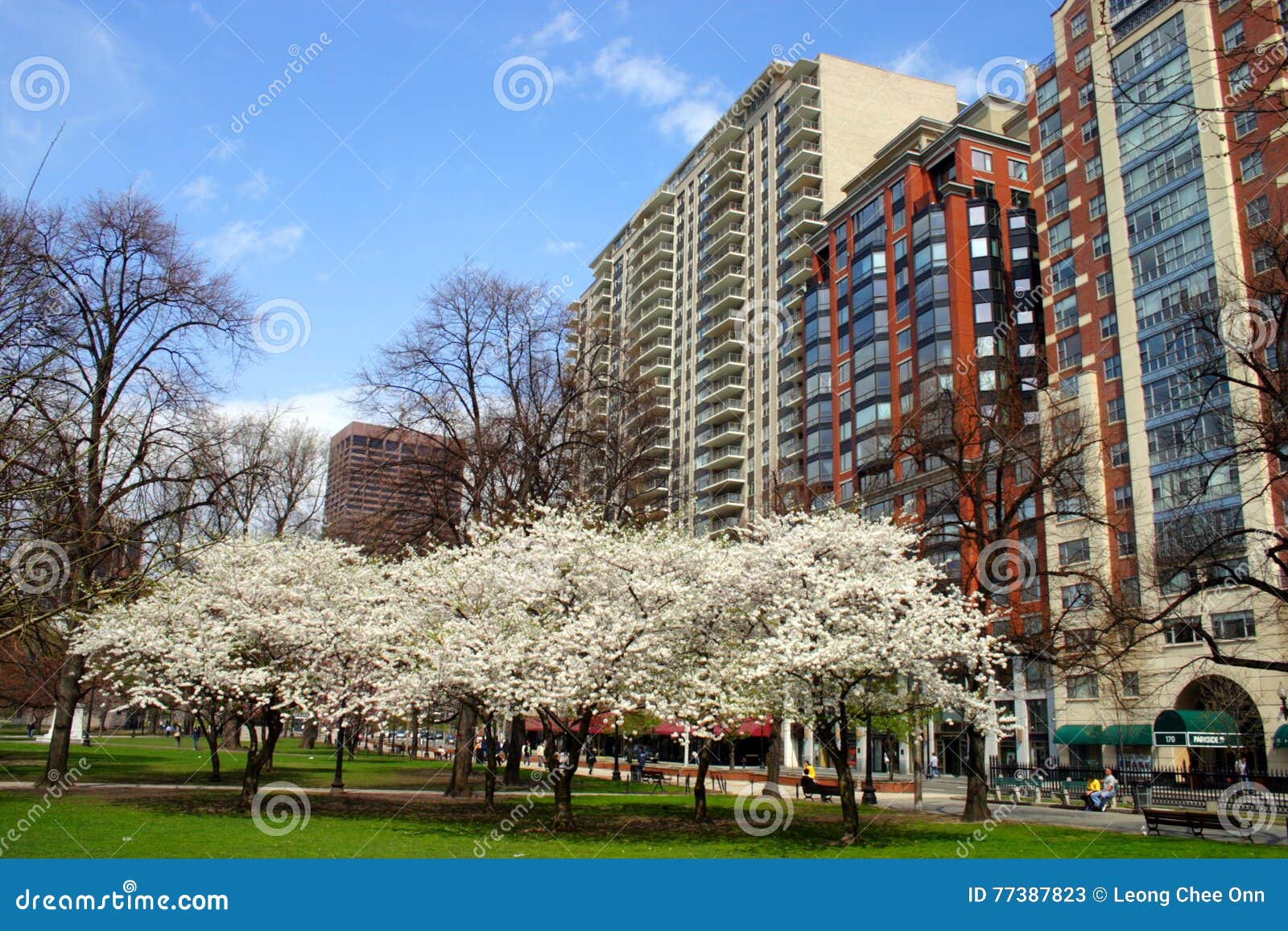 Cherry Blossom in Boston Public Garden during Spring Editorial Stock ...