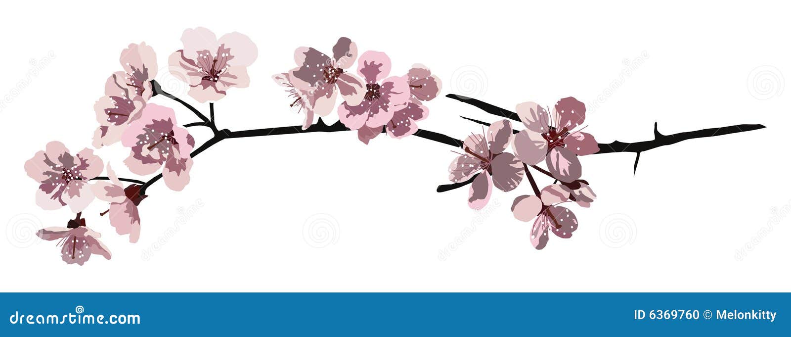 Cherry Blossom Branch stock illustration. Illustration of sakura - 6369760