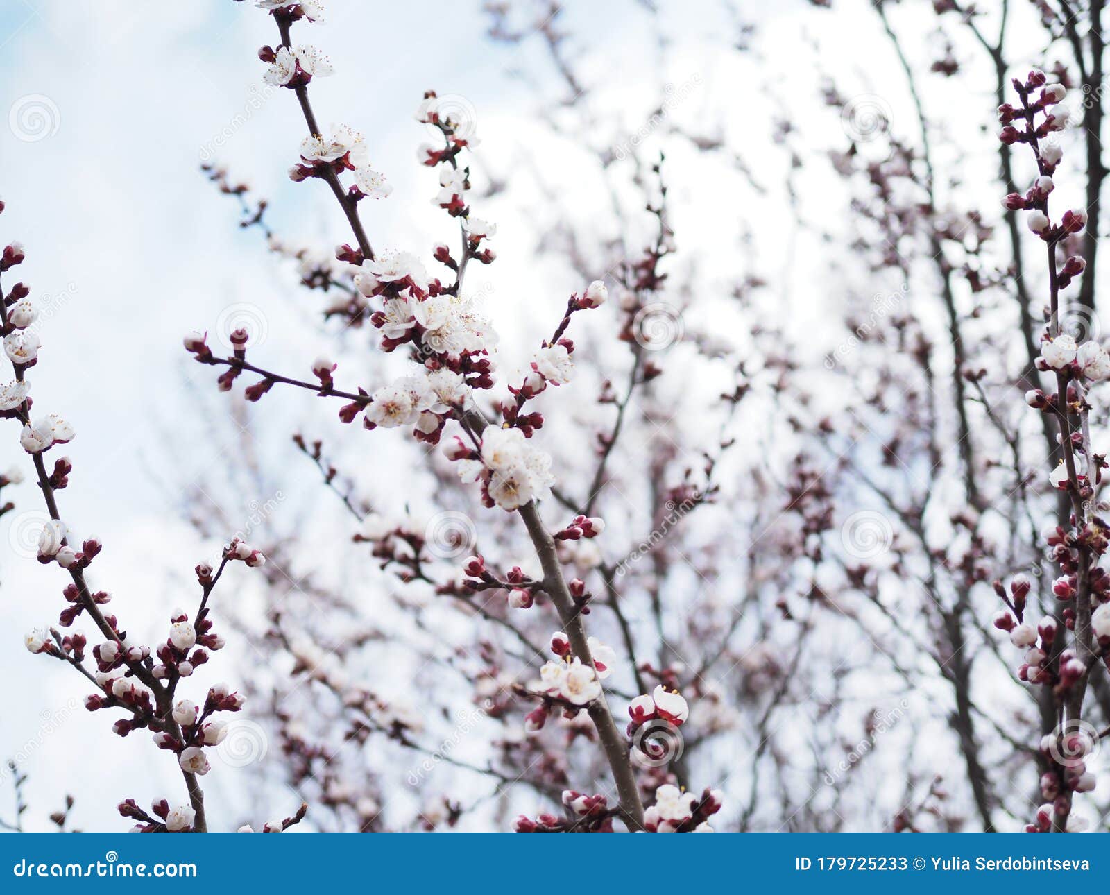 Cherry Blossom Branch Close Up in Spring Stock Image - Image of flower ...