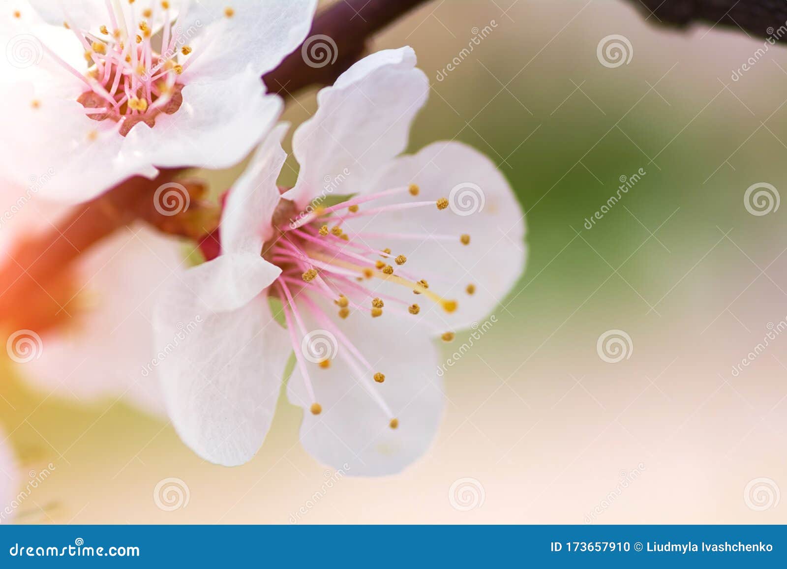 Cherry Blossom Branch. a Gentle Spring Flower Stock Photo - Image of ...