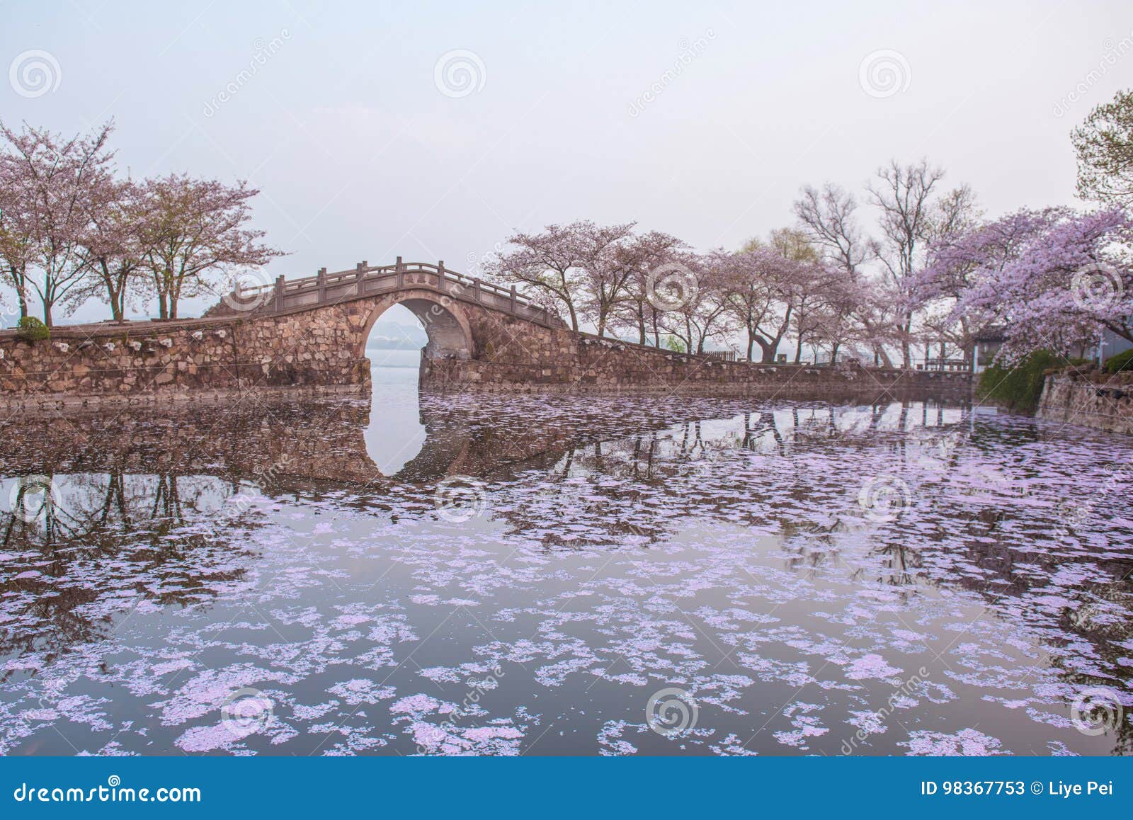 Cherry Blossom with Bridge and Pond Stock Image - Image of bridge ...
