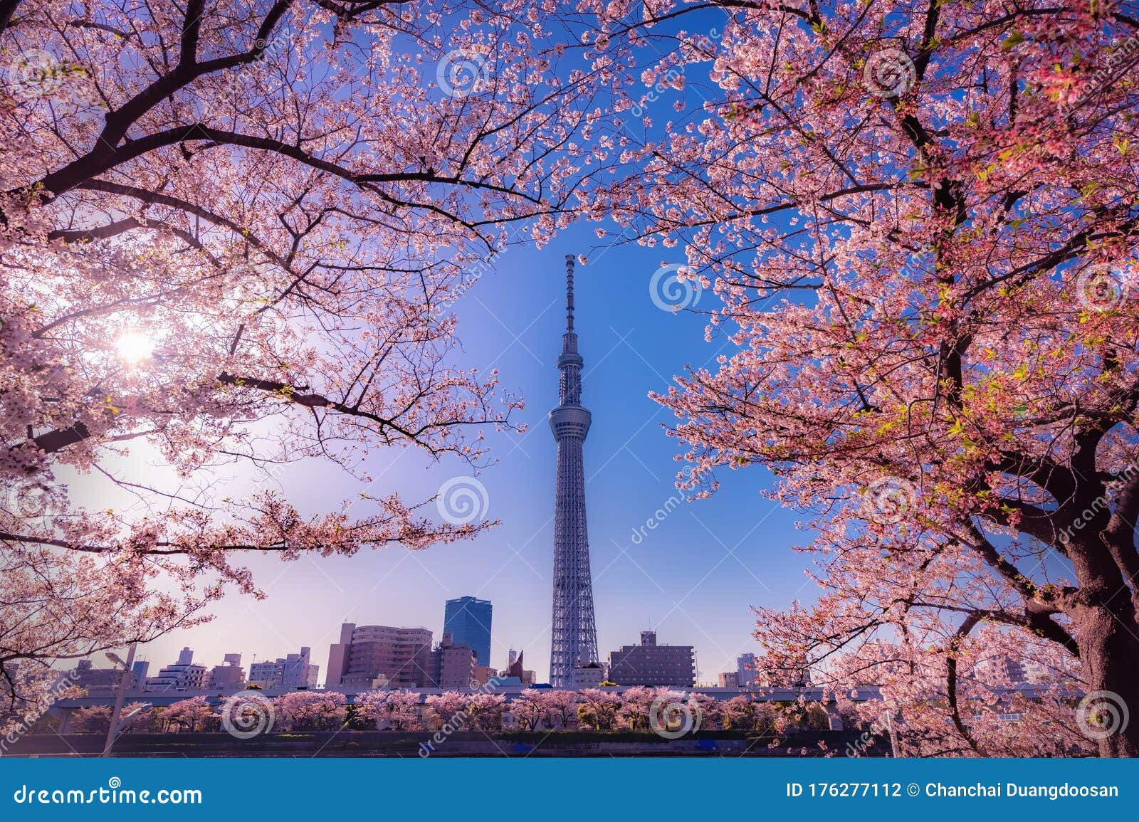 Cherry Blossom and Building at Asakusa Sumida Park Stock Photo - Image ...