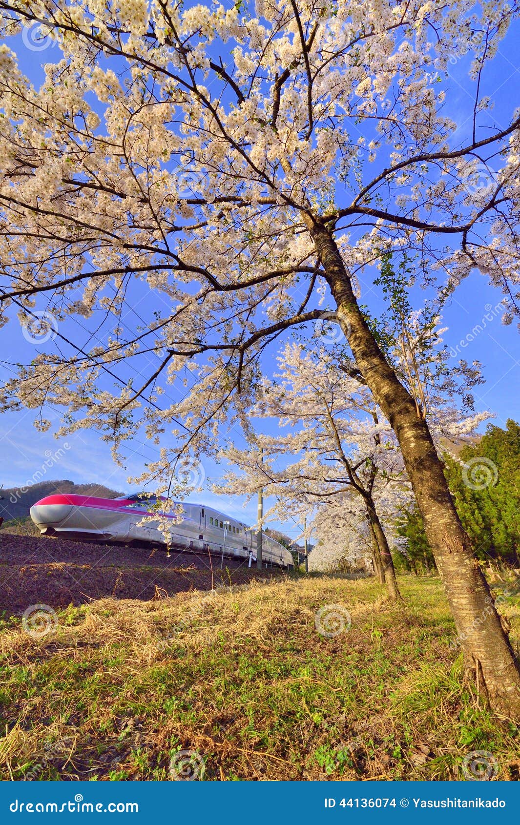 Cherry Blossom and Bullet Train Shinkansen Stock Photo - Image of ...