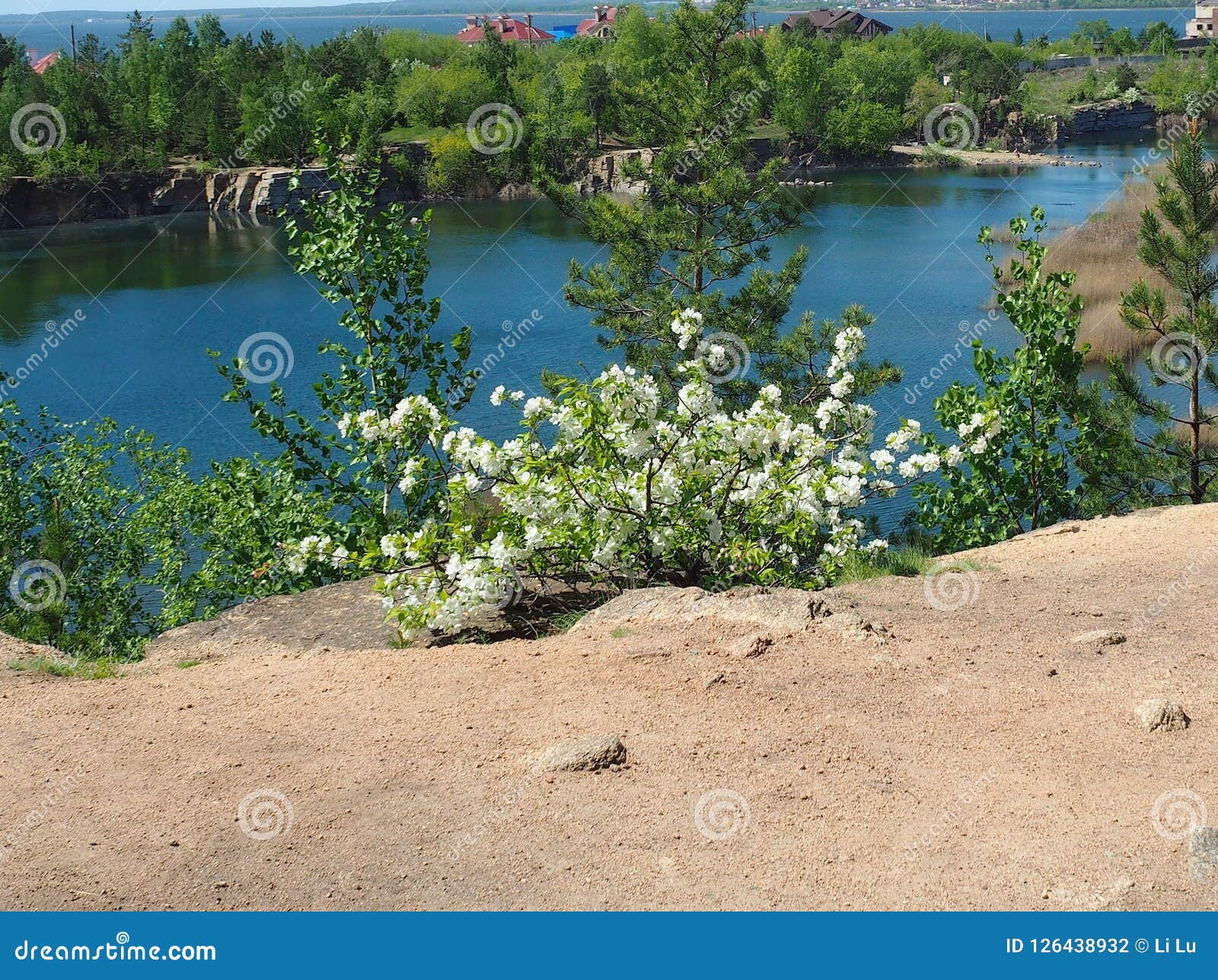 Cherry blossom bush stock photo. Image of beach, light - 126438932